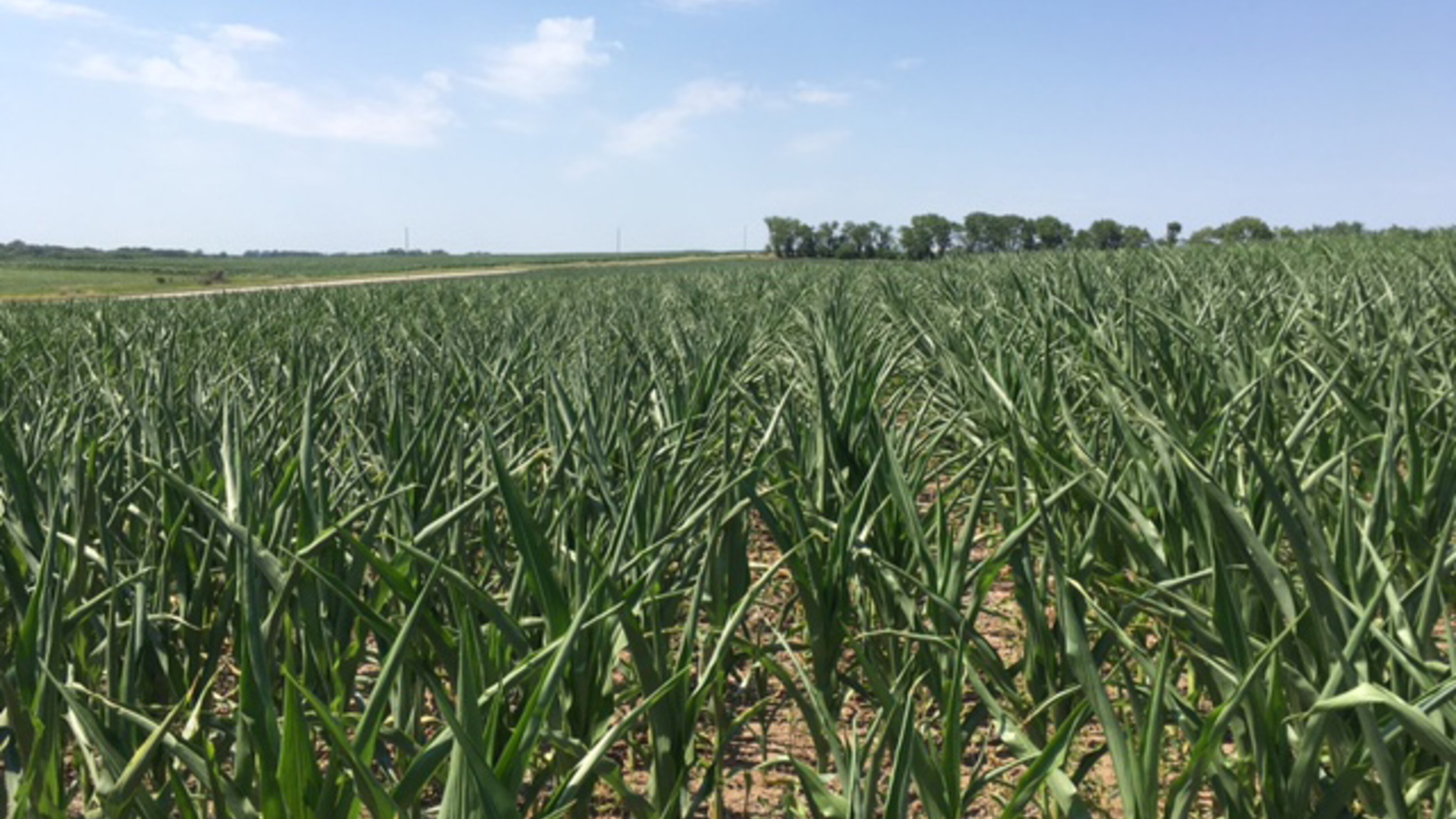 Impacts of Extreme Heat Stress and Increased Soil Temperature on Plant ...