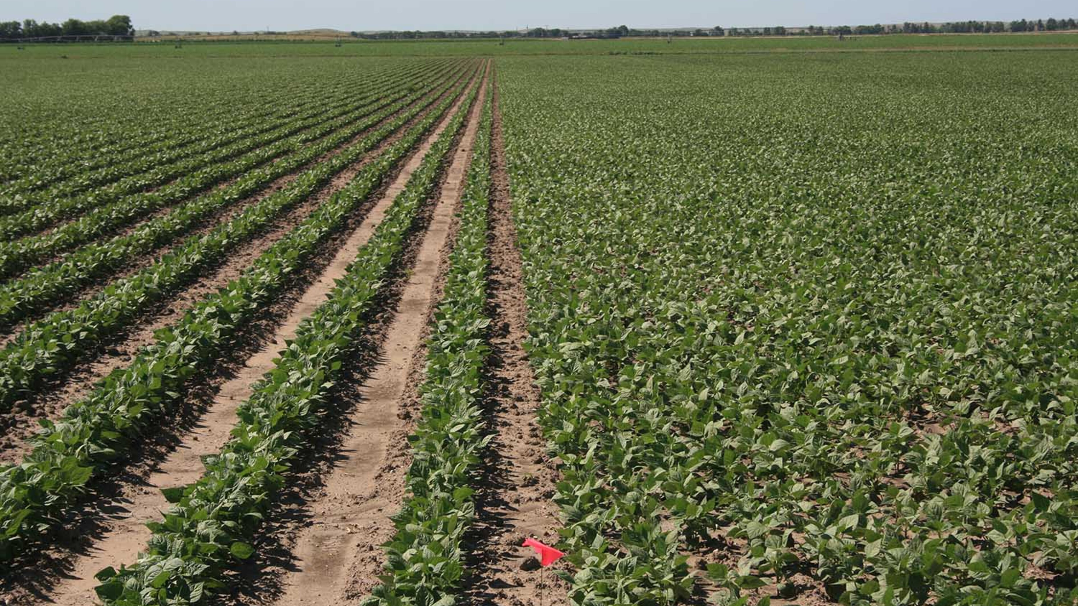 Field Studies: Replicated Comparisions vs Side-by-Side Comparisons ...