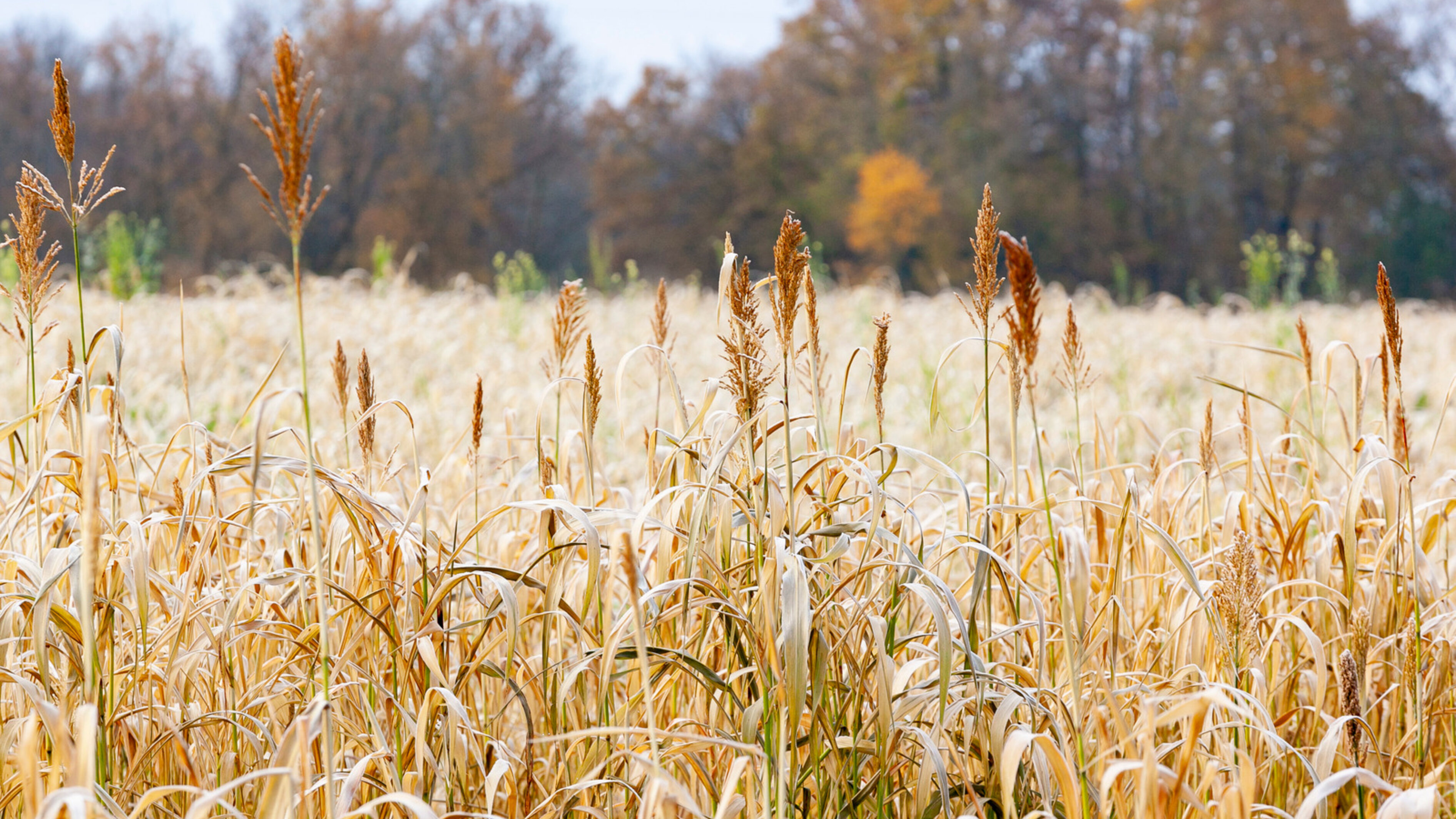 Frosted Sorghum and Prussic Acid | CropWatch | Nebraska