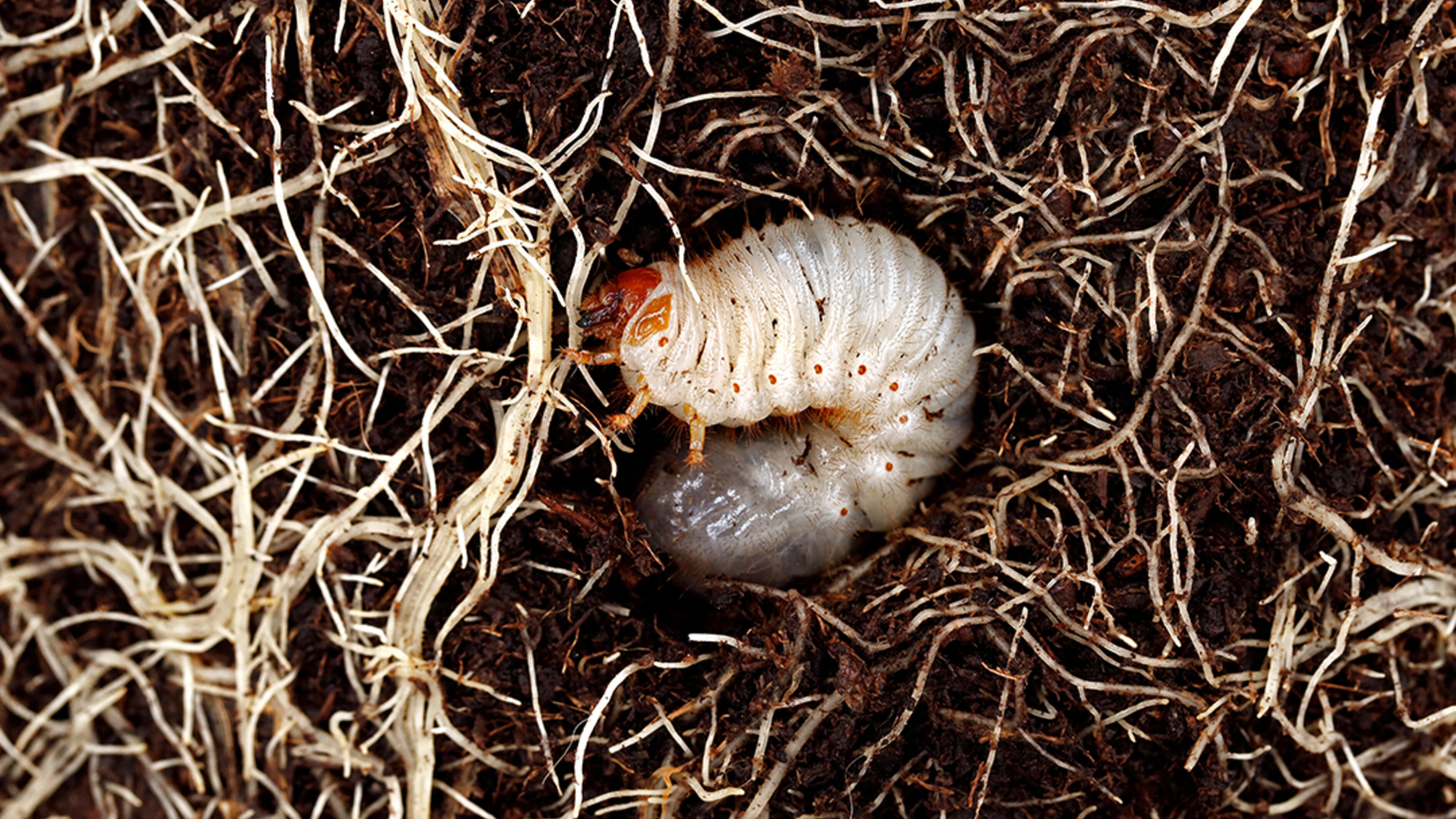 Pasture and Forage Minute: Hay Field Soil Sampling, Winter Insect ...