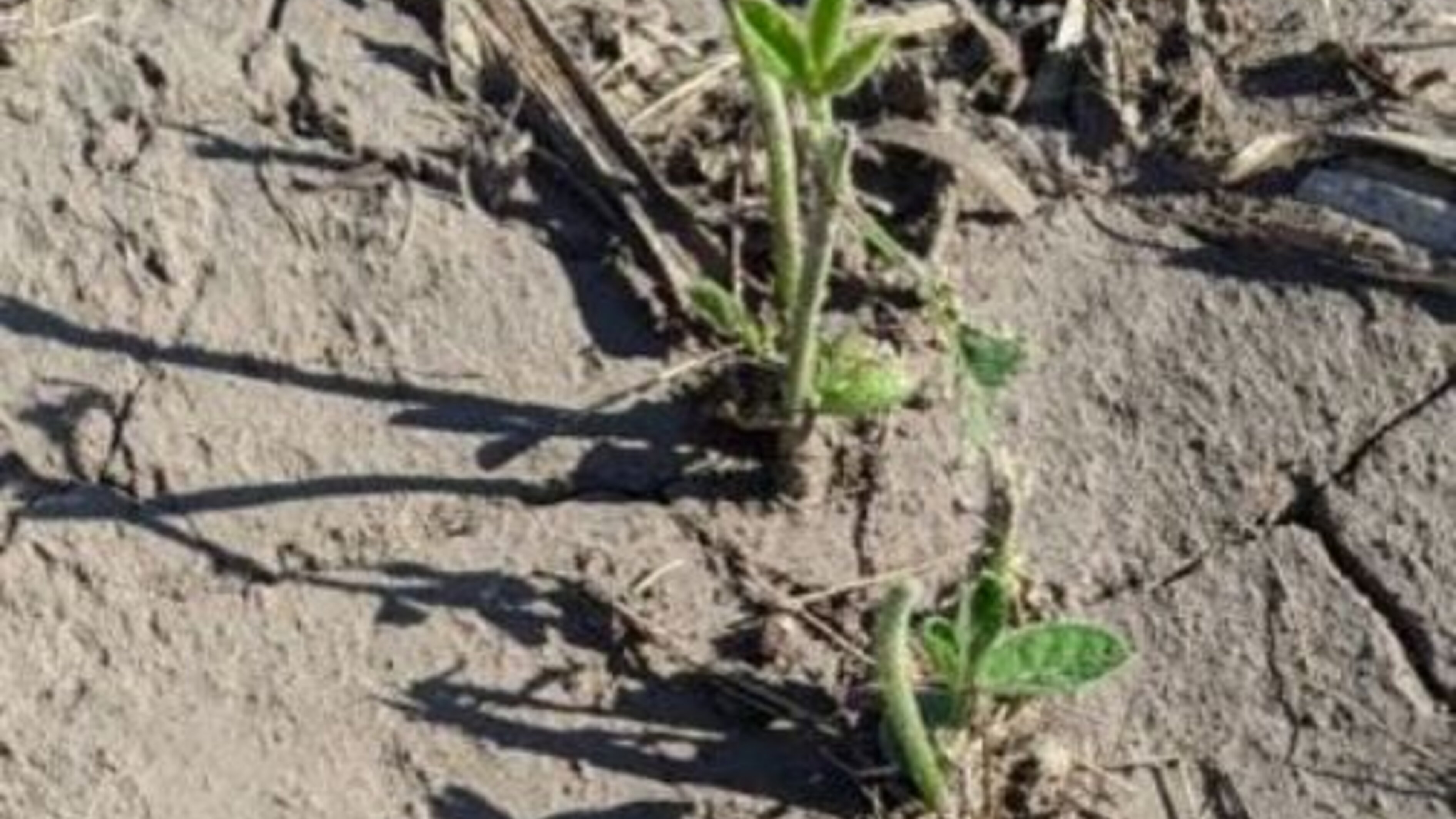 Resources for Early-season Crop Damage | CropWatch | Nebraska