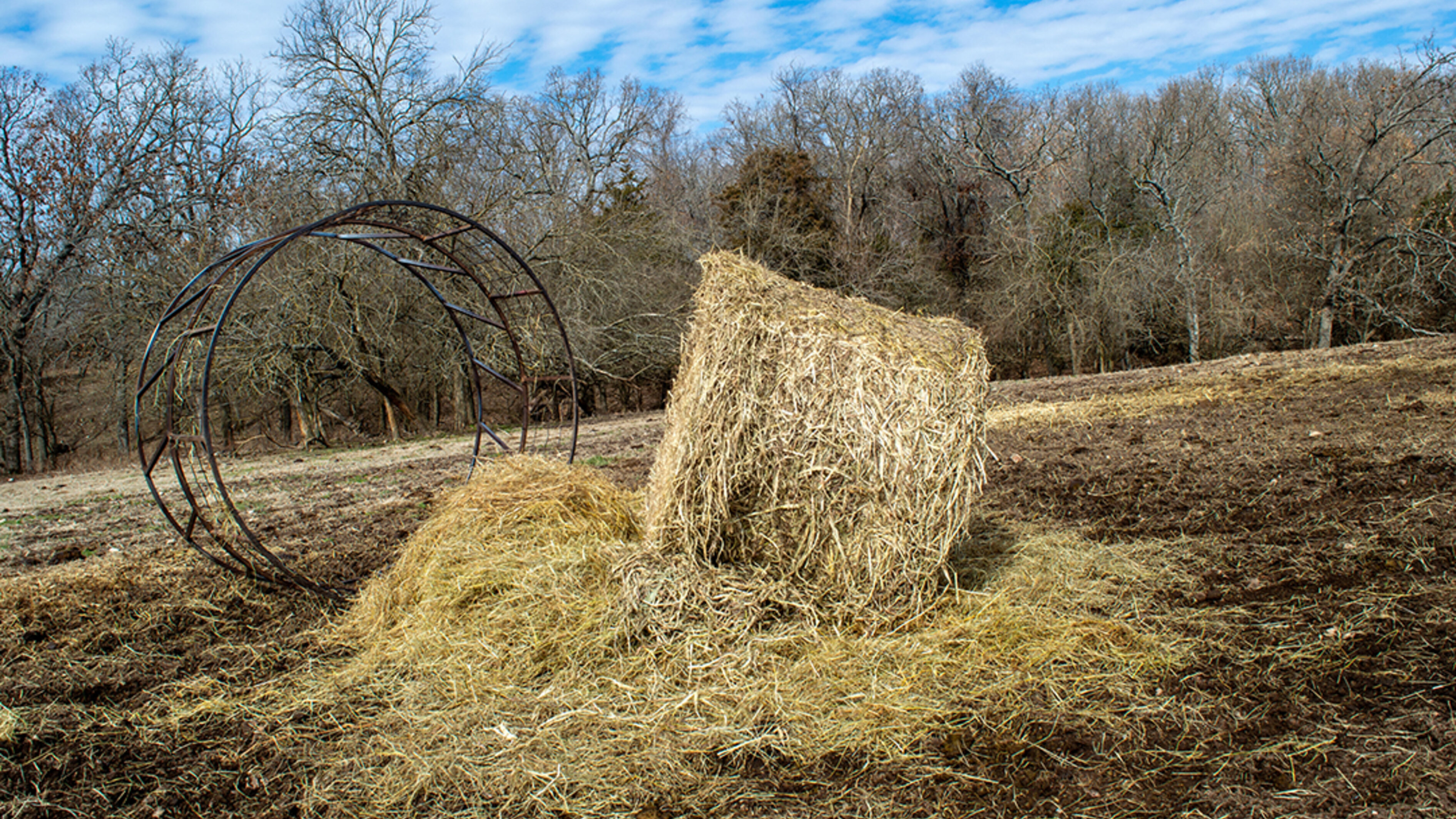 Pasture and Forage Minute: Tips for Safe, Efficient Hay Feeding During ...