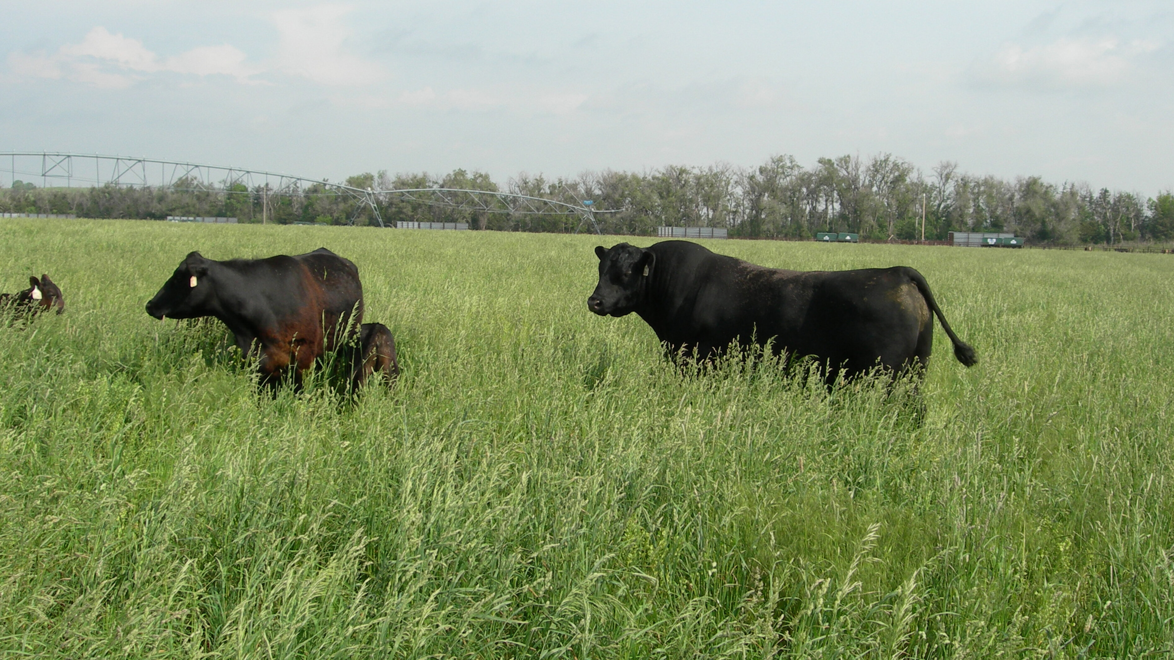 Q&A: How do I determine a fair pasture rental rate? | CropWatch | Nebraska