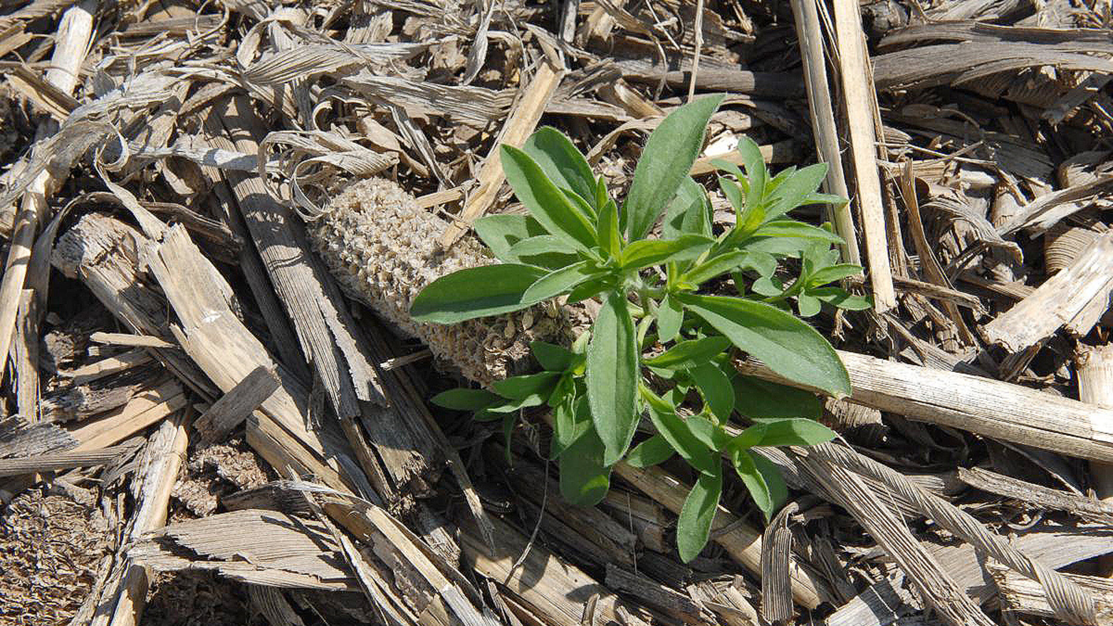 Weed Management in Nebraska Crop Production | CropWatch | Nebraska