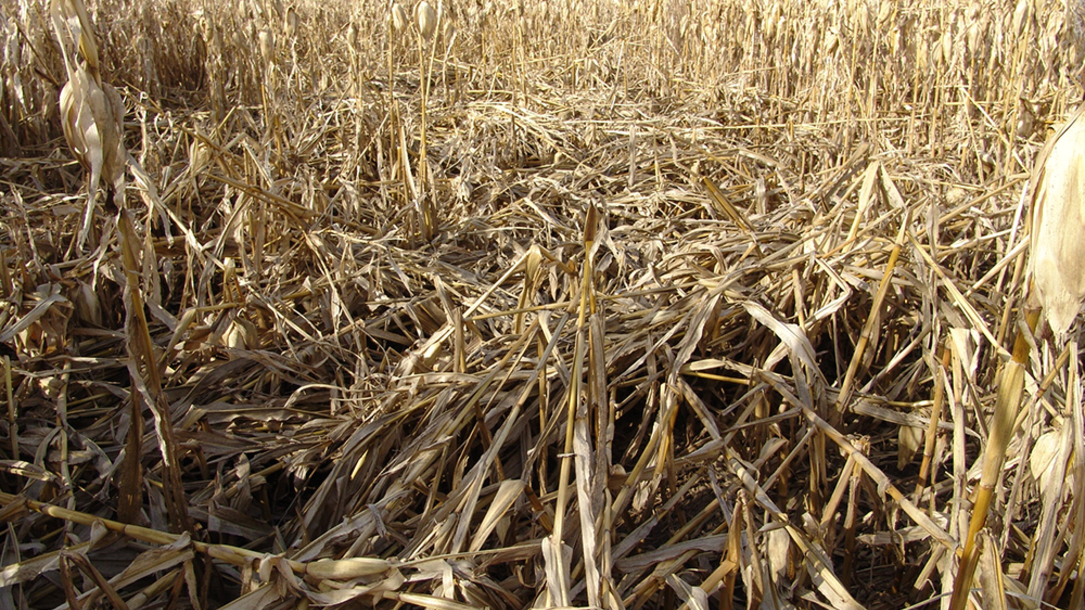 Stalk Rot Diseases in Nebraska Corn Fields | CropWatch | Nebraska