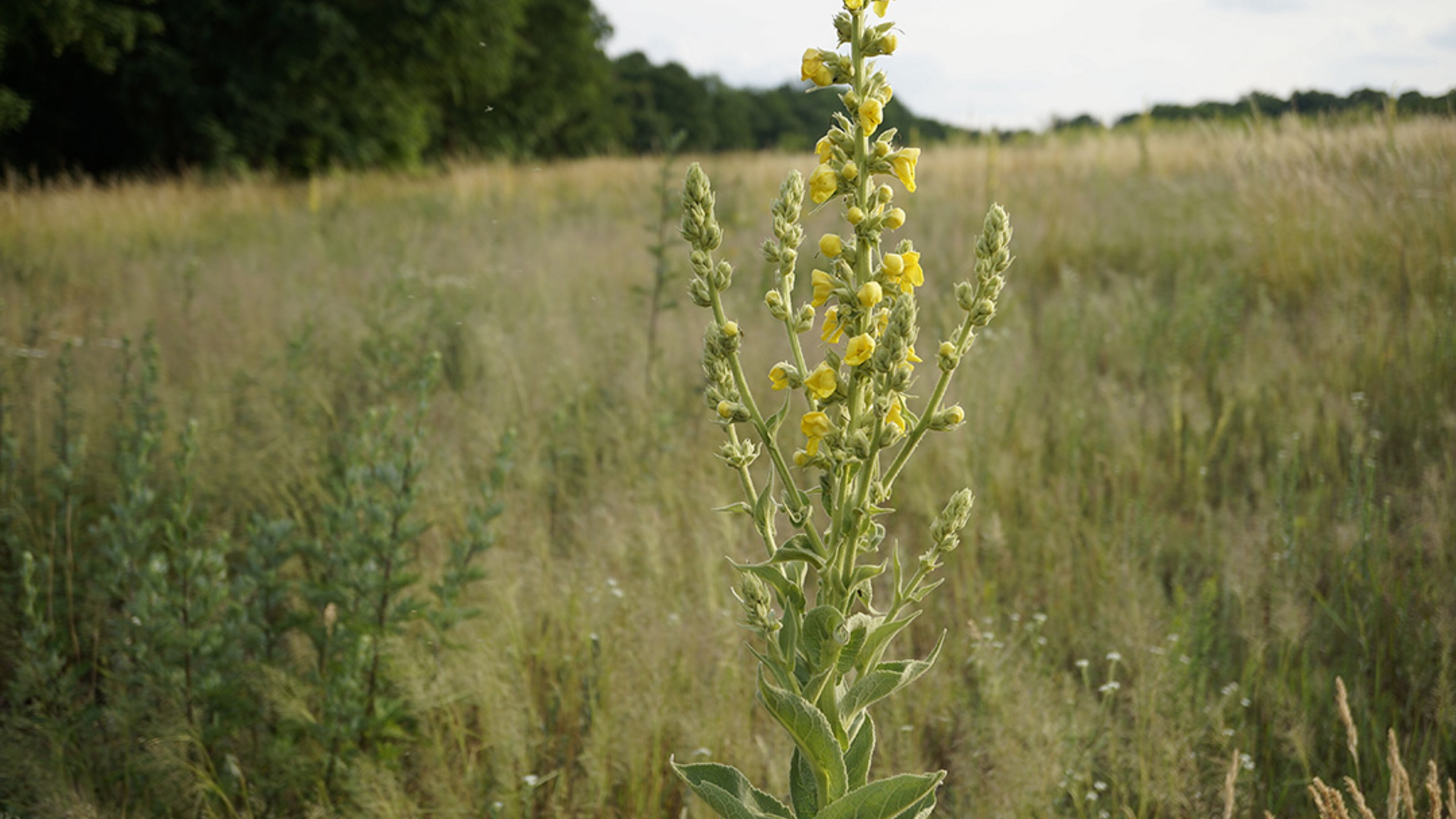 Pasture and Forage Minute: How to Manage Heat, Weeds and Pests in Peak ...