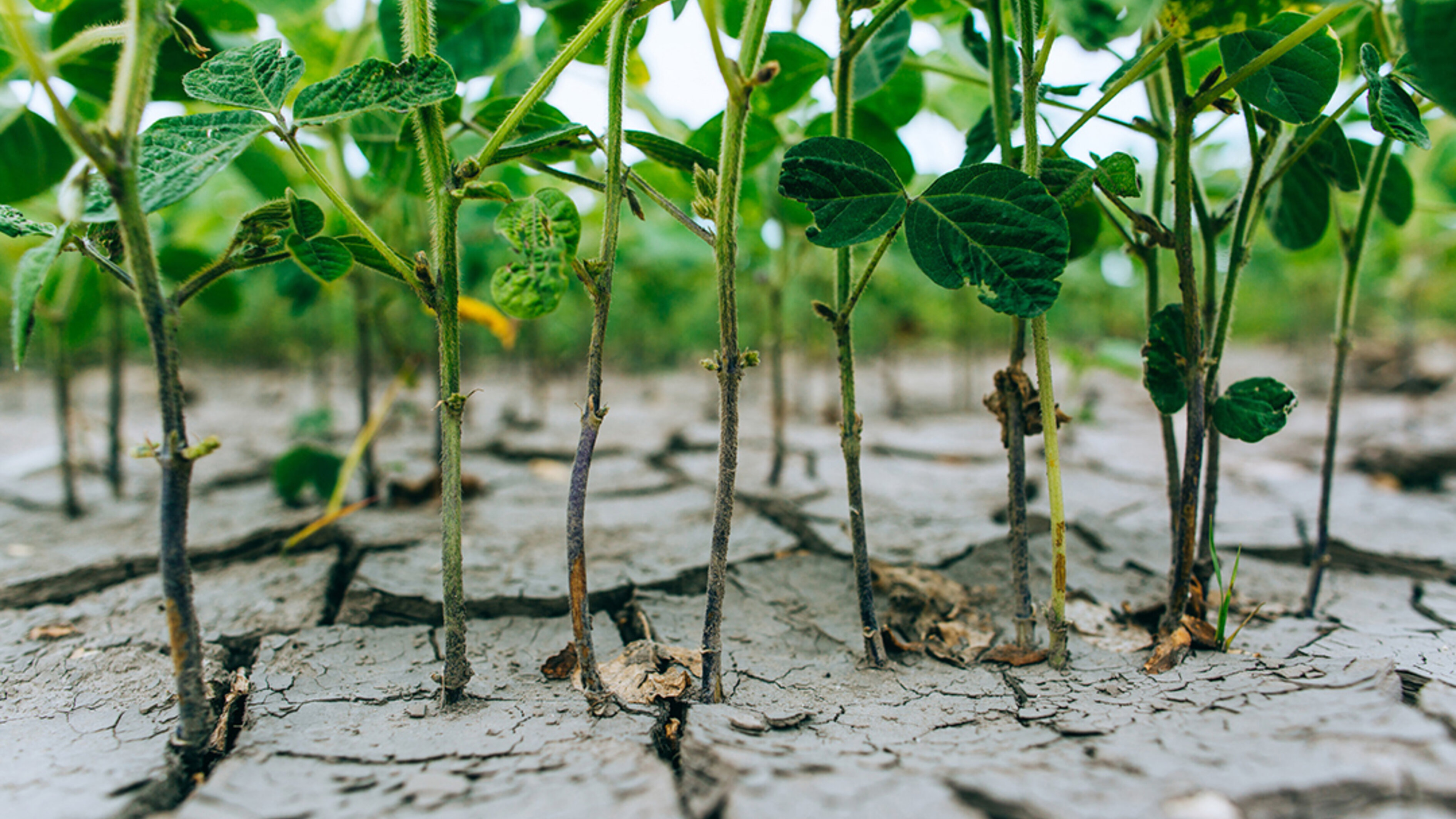 Pasture and Forage Minute: Salvaging Drought-stressed Soybeans as Forages, Grasshopper Control ...