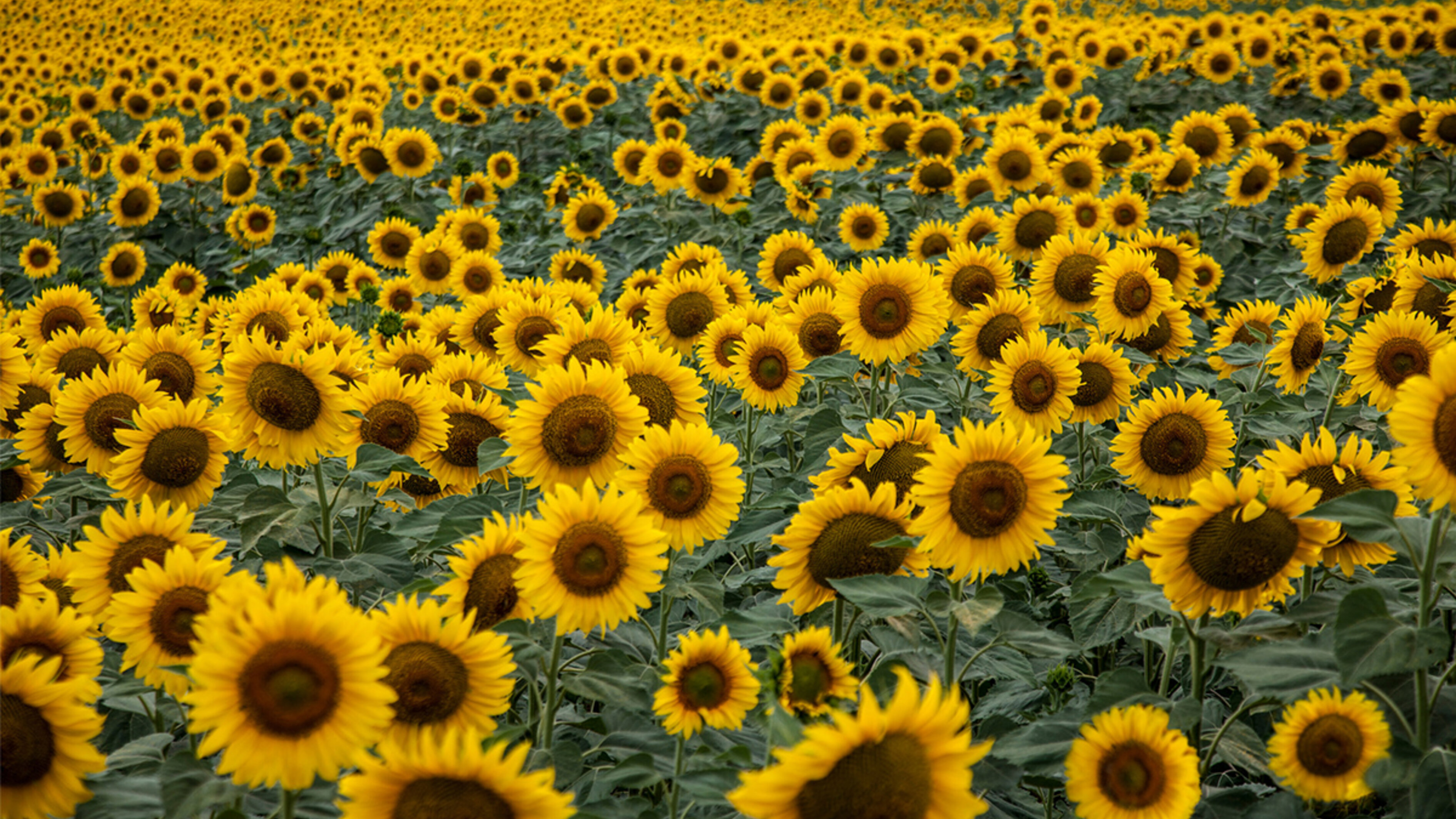 Nebraska Crop Production Report as of Oct. 1 | CropWatch | Nebraska