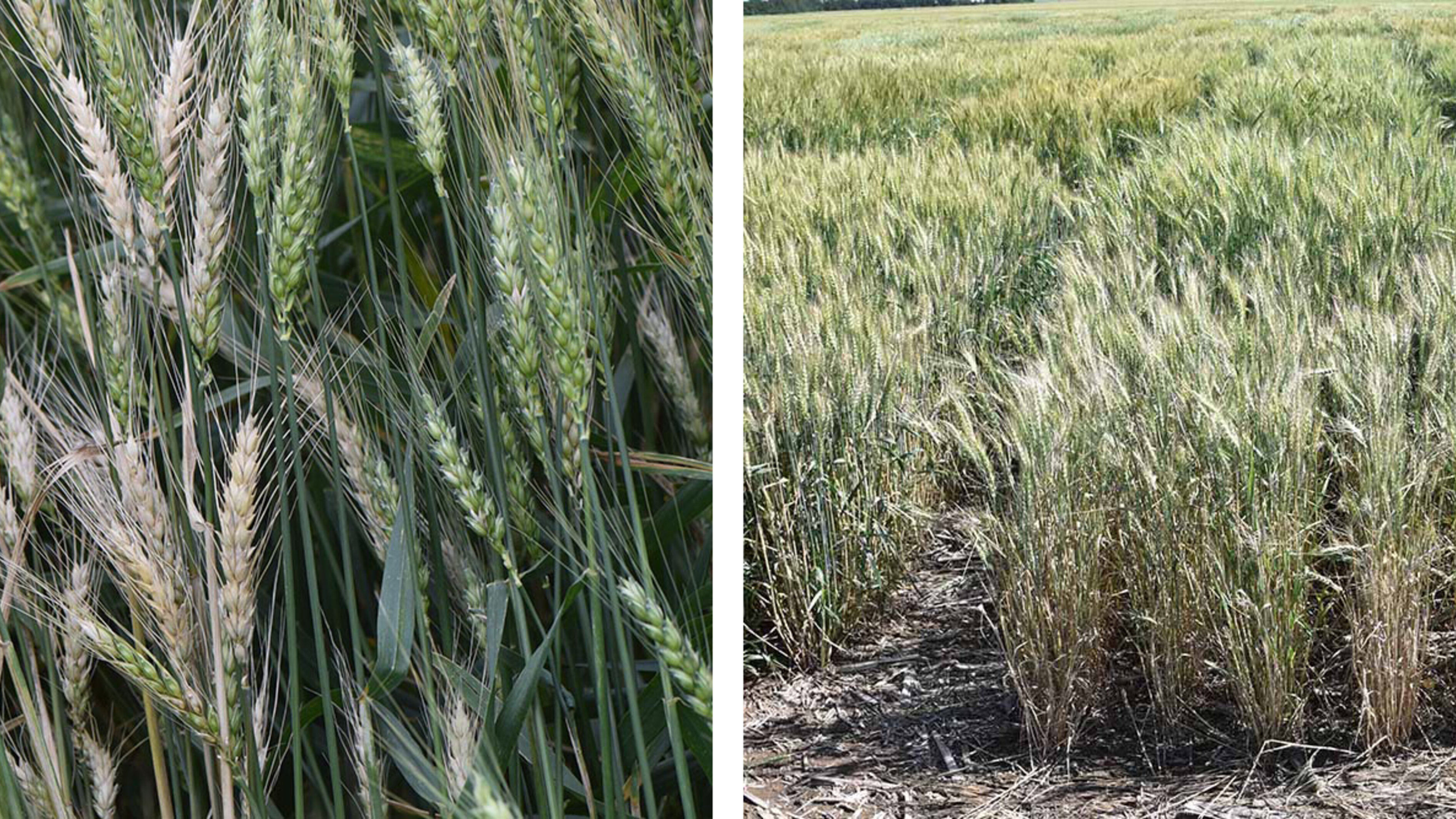 Wheat Disease Update | CropWatch | Nebraska