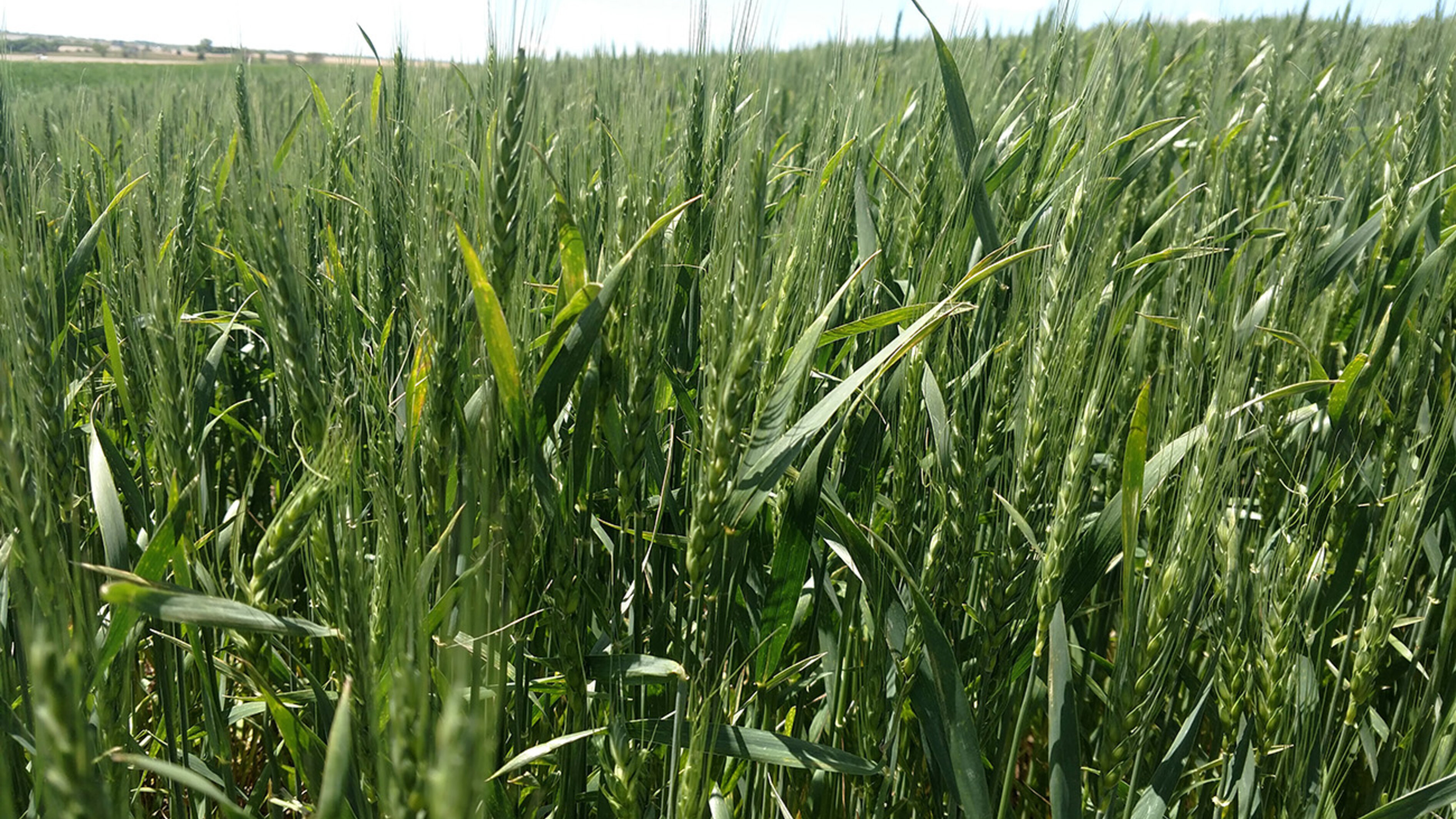 Wheat Update | CropWatch | Nebraska
