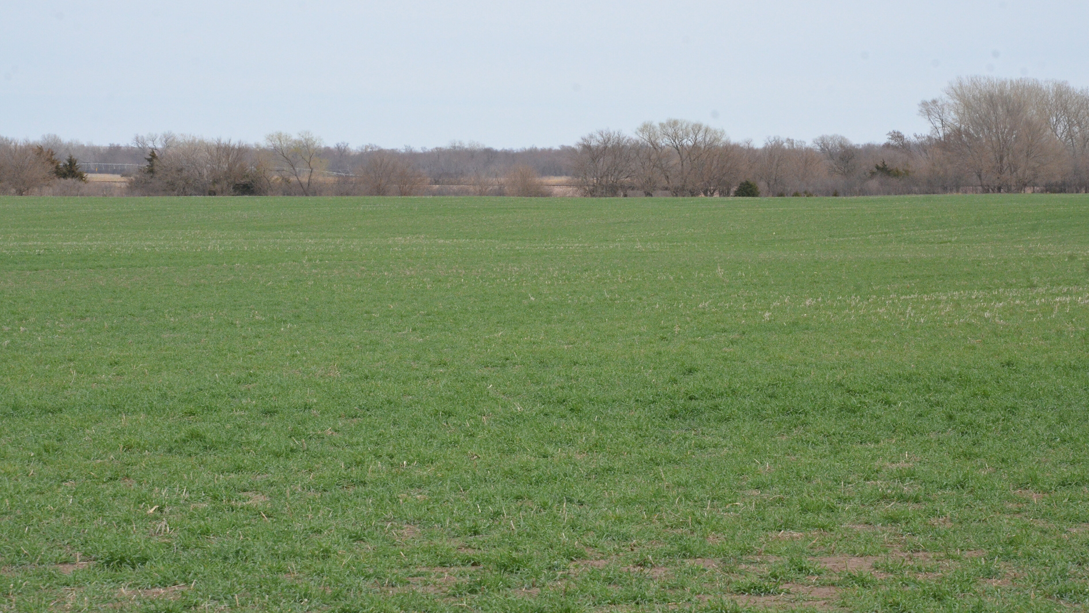 Start Scouting for Wheat Diseases | CropWatch | Nebraska