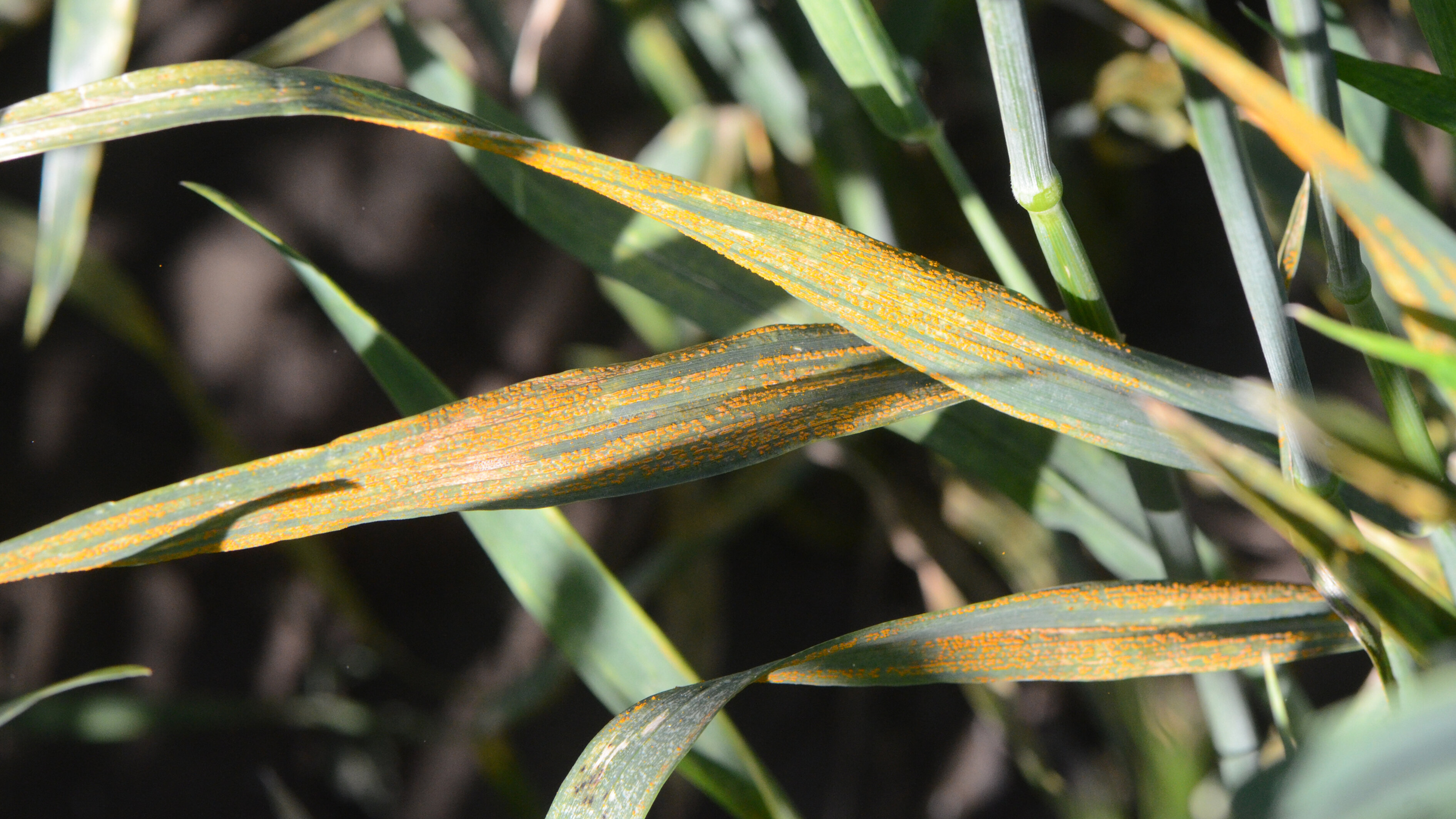 Stripe Rust Increasing in Nebraska Wheat | CropWatch | Nebraska
