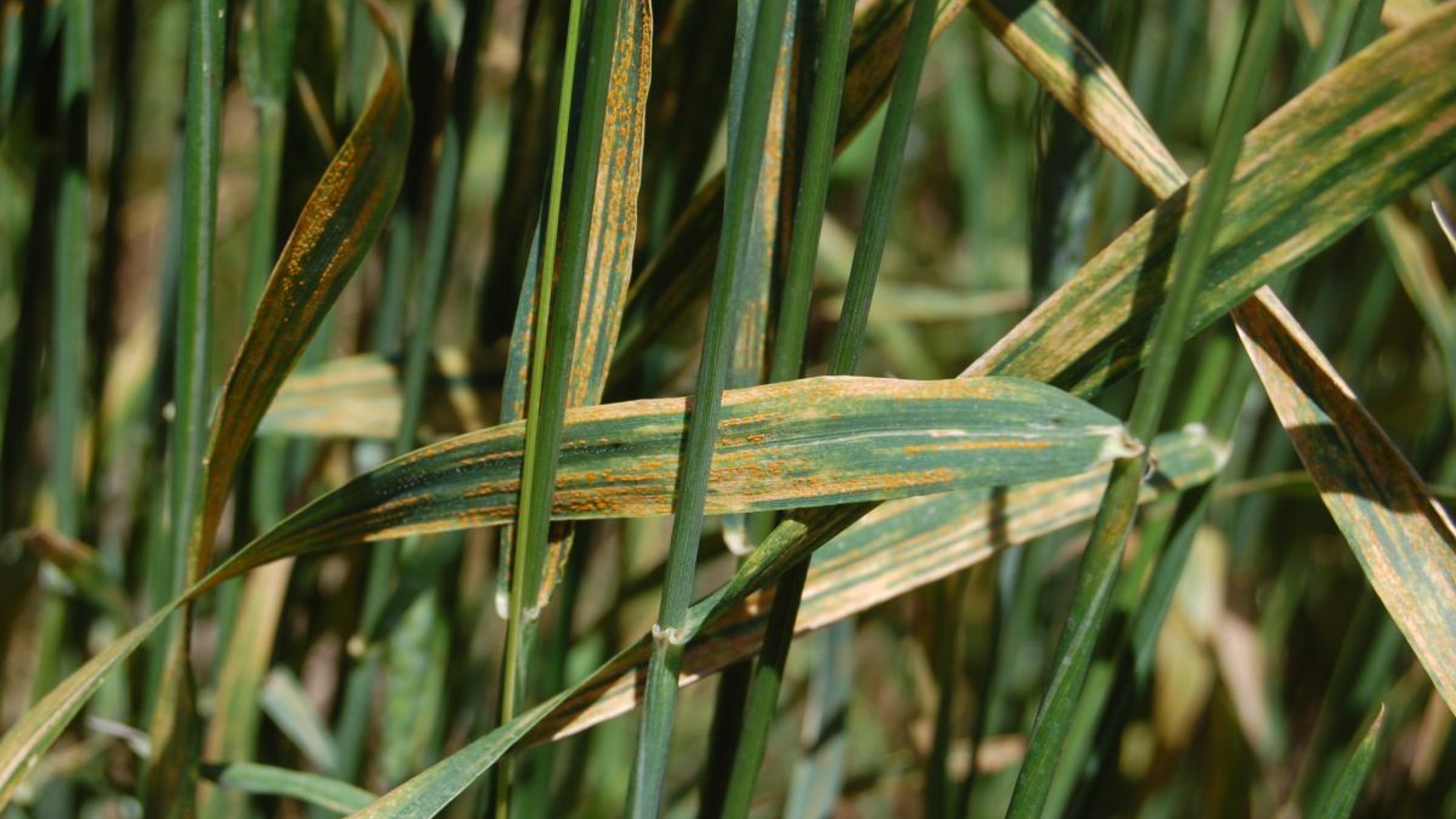 Stripe Rust Identified in Panhandle Wheat | CropWatch | Nebraska