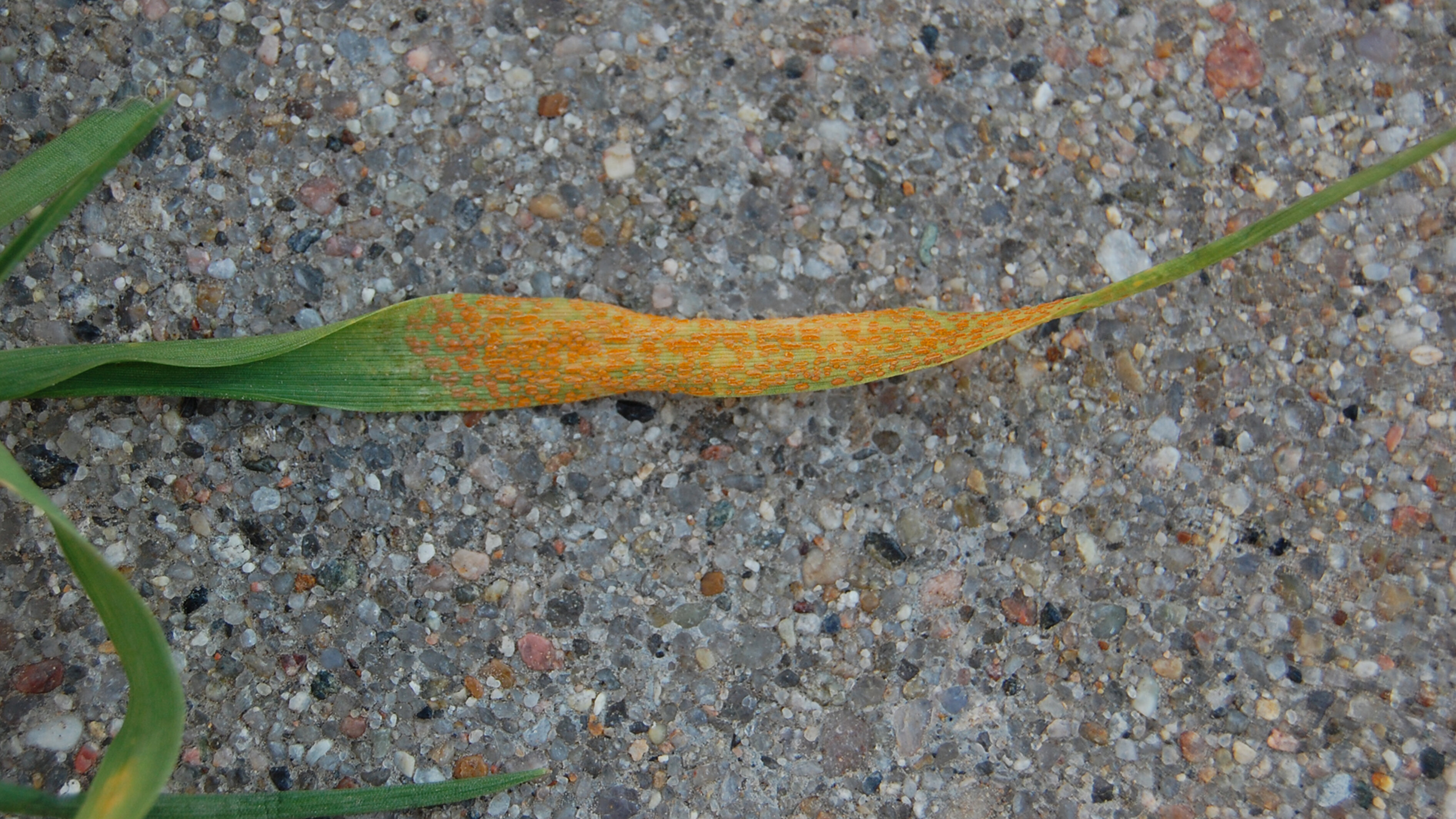 Stripe Rust of Wheat Identified in the Panhandle | CropWatch | Nebraska