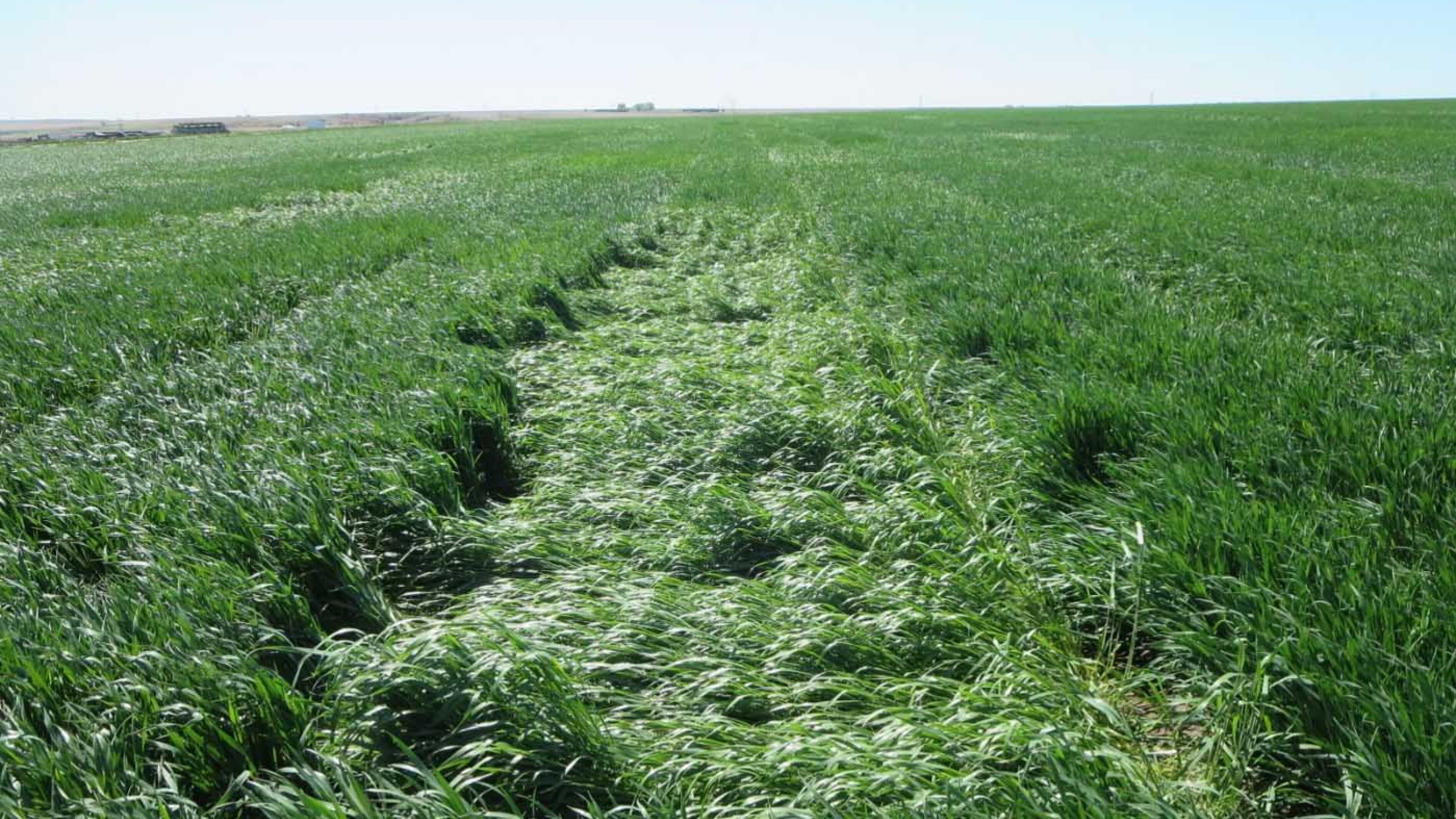 Be Patient When Assessing Winter Wheat Damage | CropWatch | Nebraska