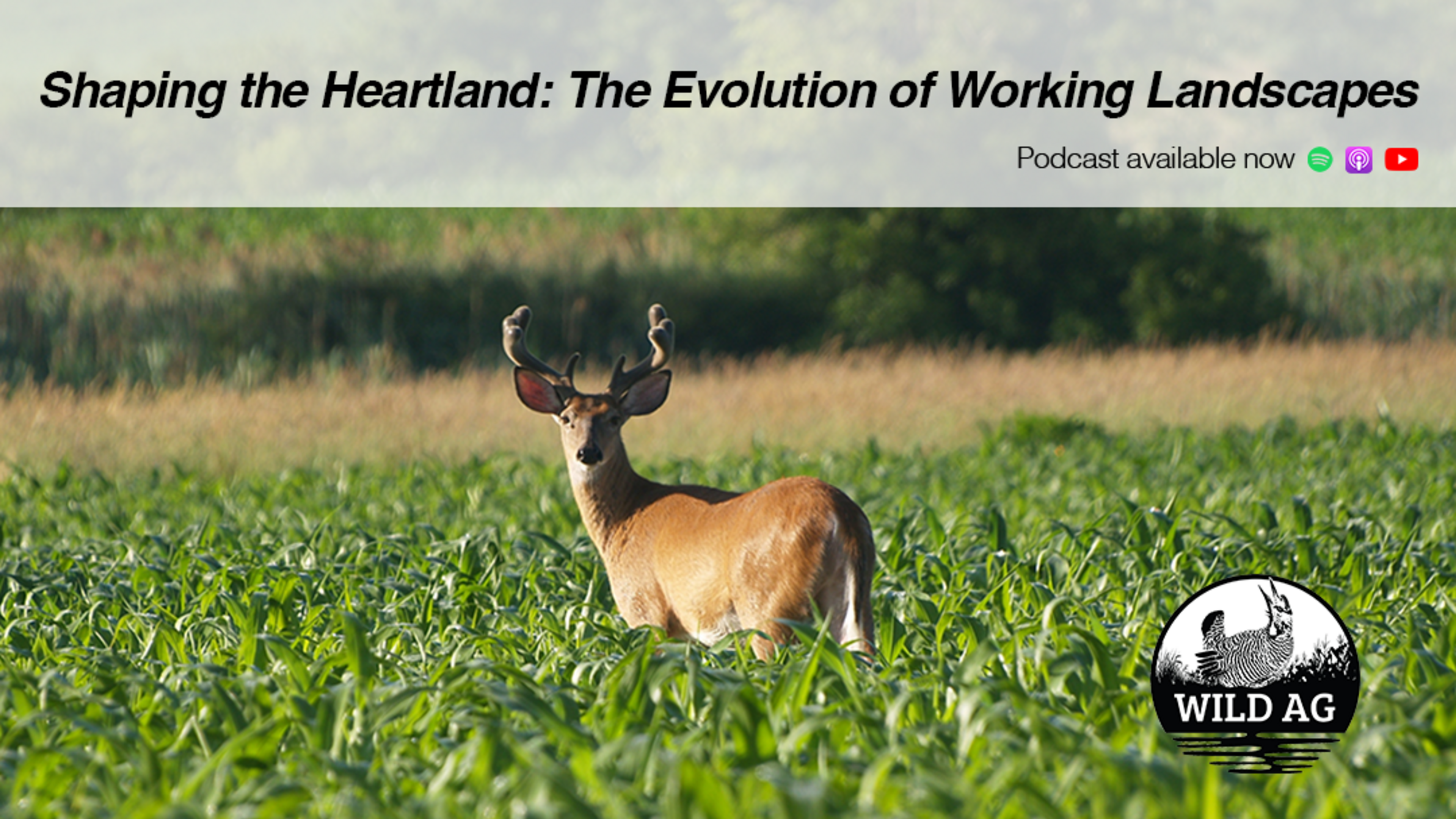 WildAg Podcast: The Evolution of Working Landscapes | CropWatch | Nebraska