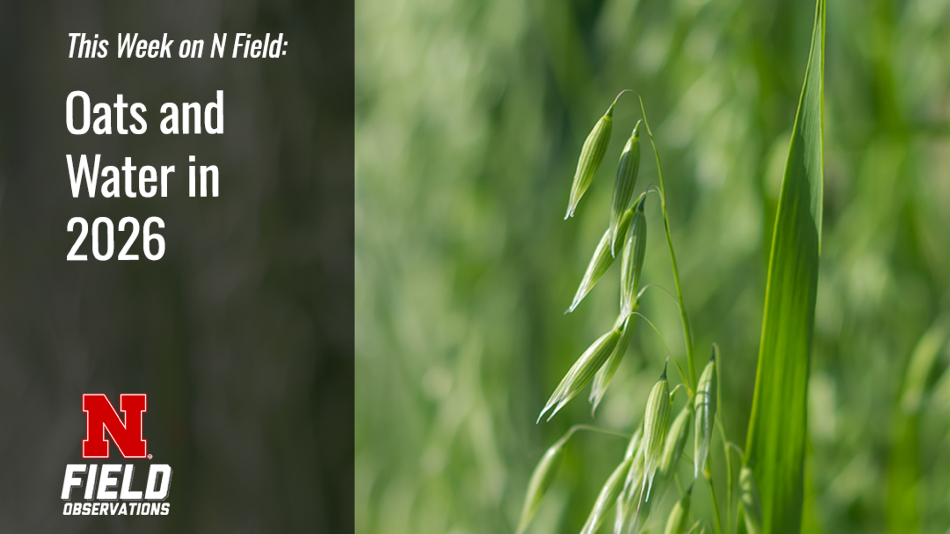 Nebraska 2025 Annual Crop Production Summary | CropWatch | Nebraska