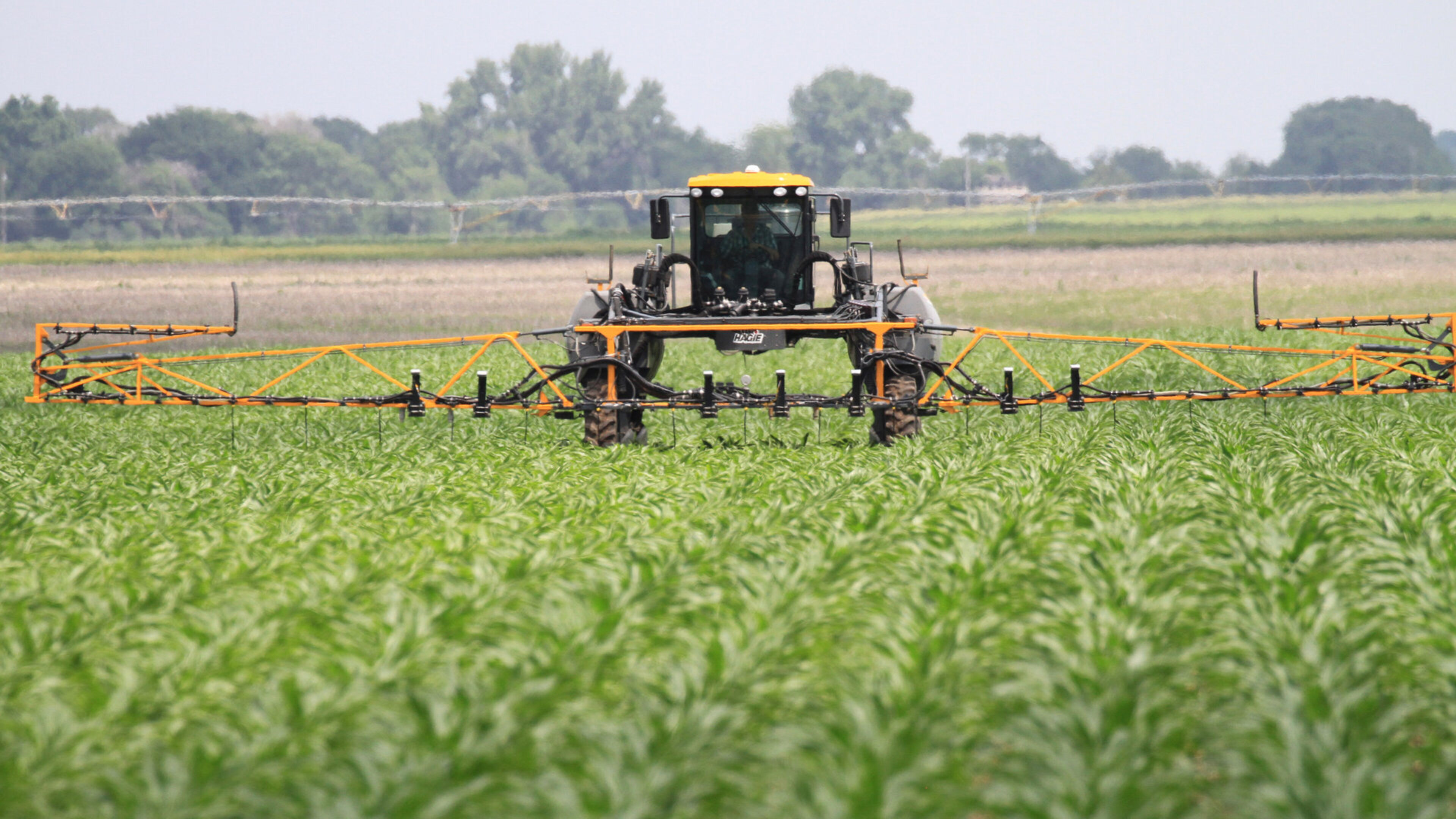 Common Rust | CropWatch | Nebraska