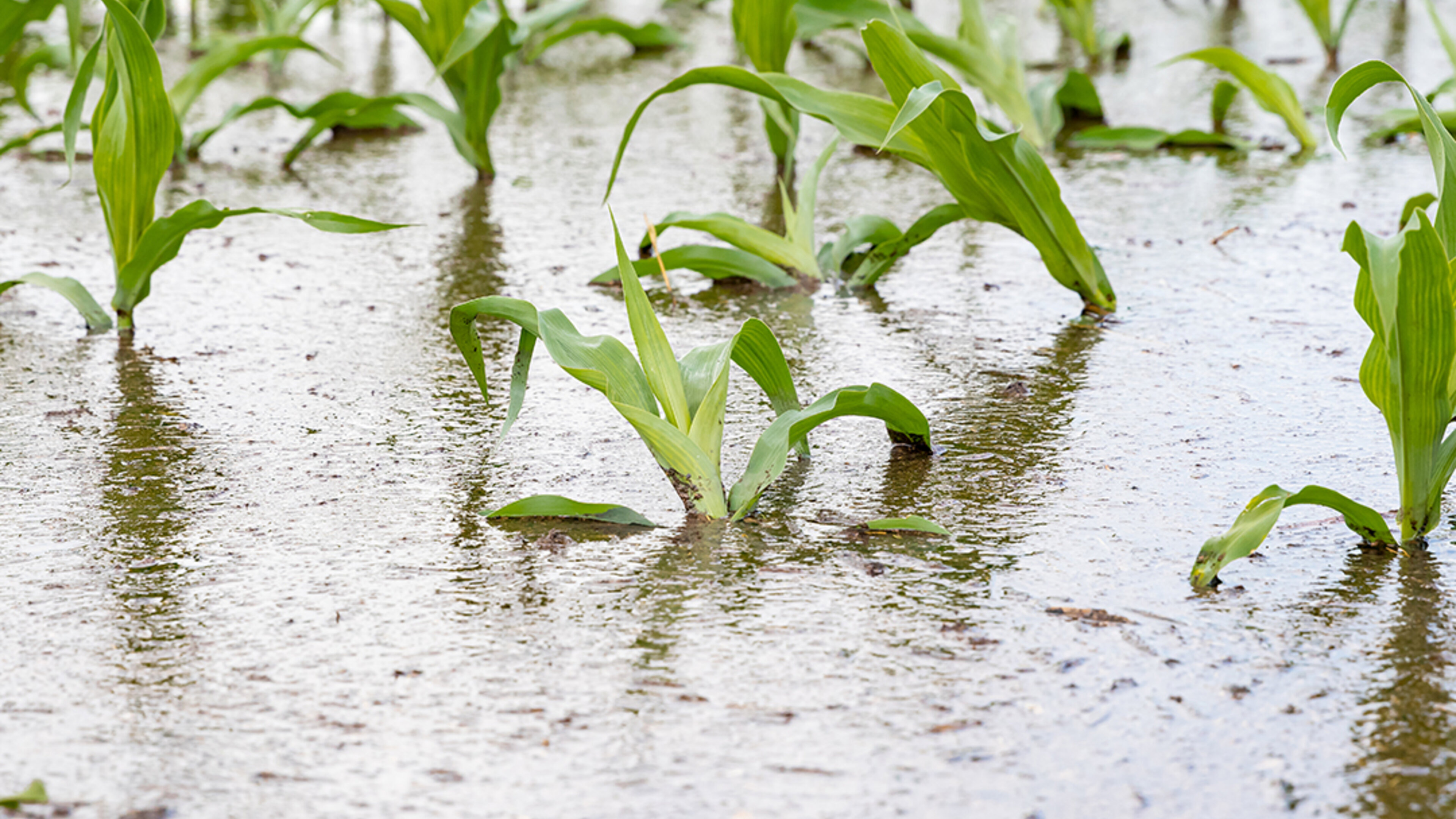 USDA Issues Second Economic Assistance Payment to Agricultural ...