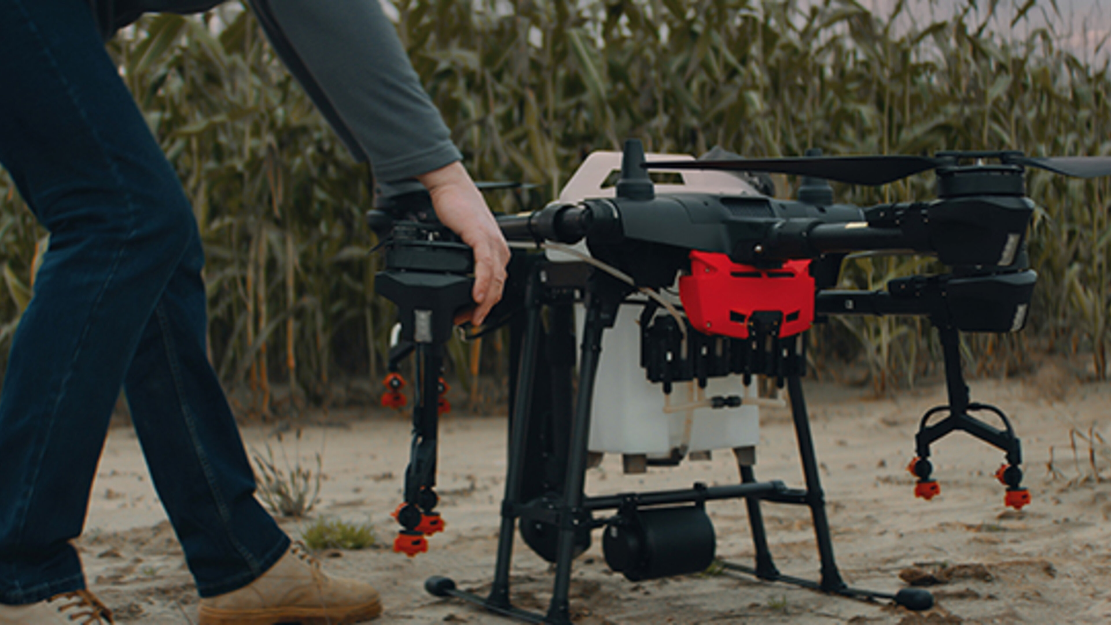 Rhizoctonia Root Rot in Soybean | CropWatch | Nebraska