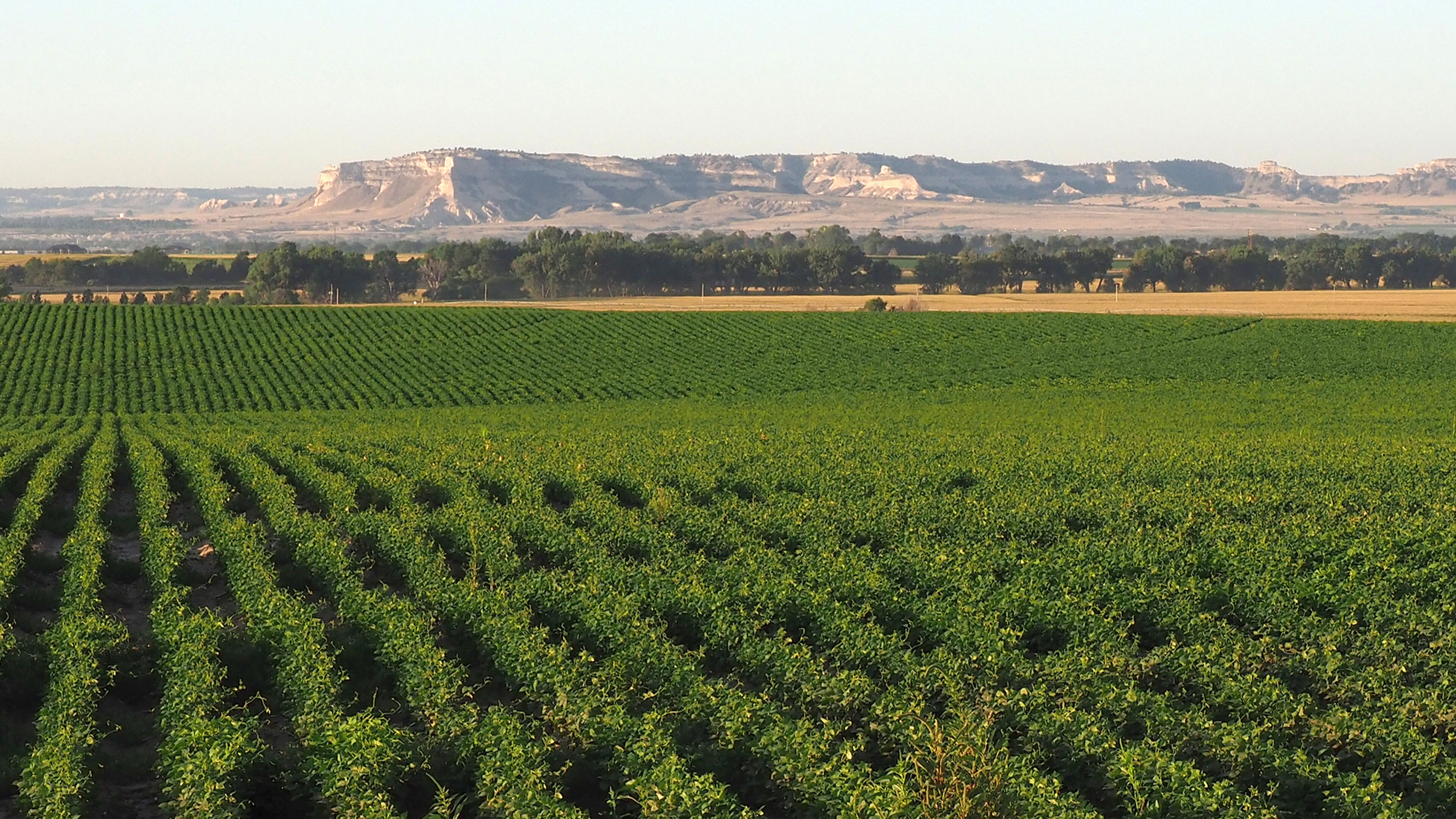 Anthracnose in Corn | CropWatch | Nebraska