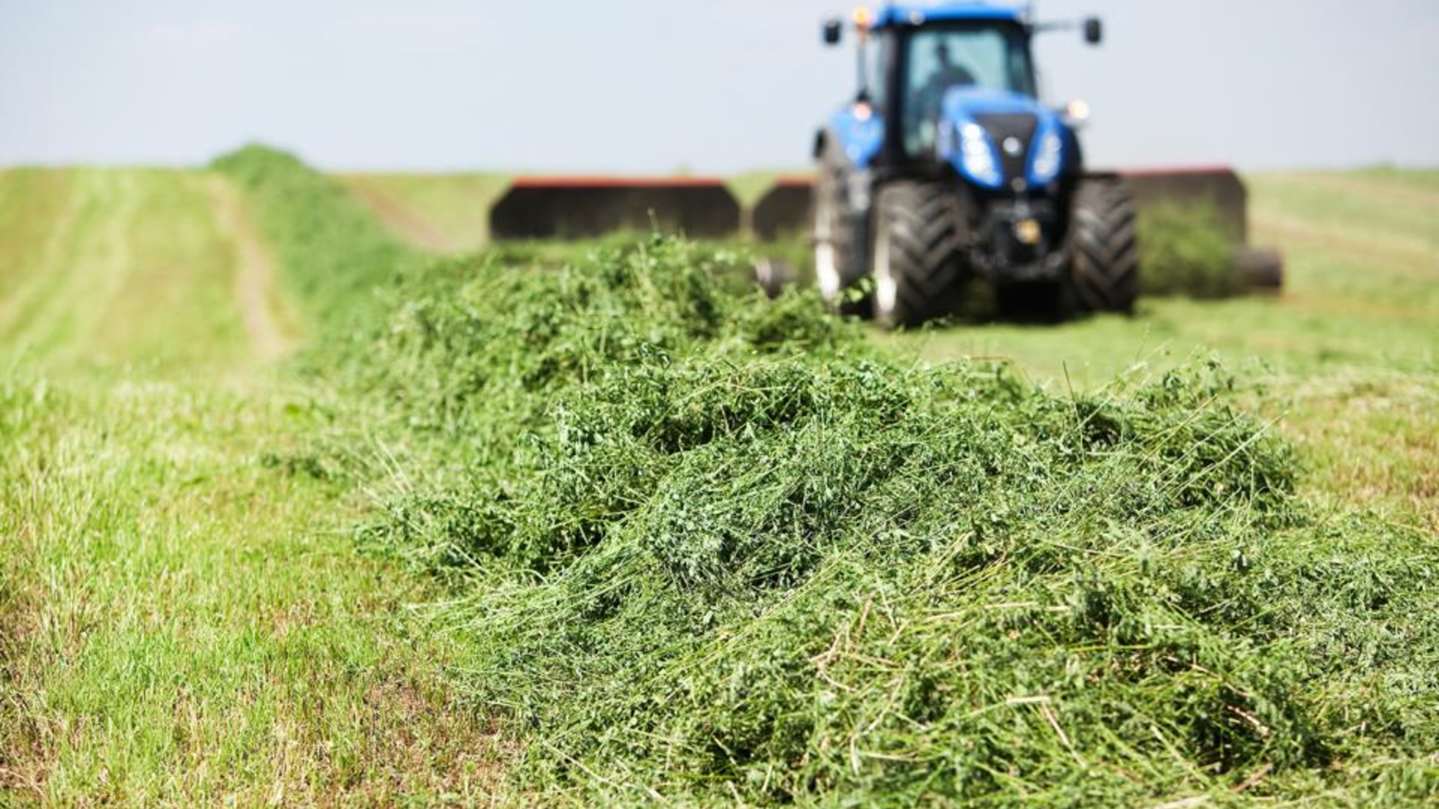 Pasture and Forage Minute: Deciphering a Hay Test | CropWatch | Nebraska