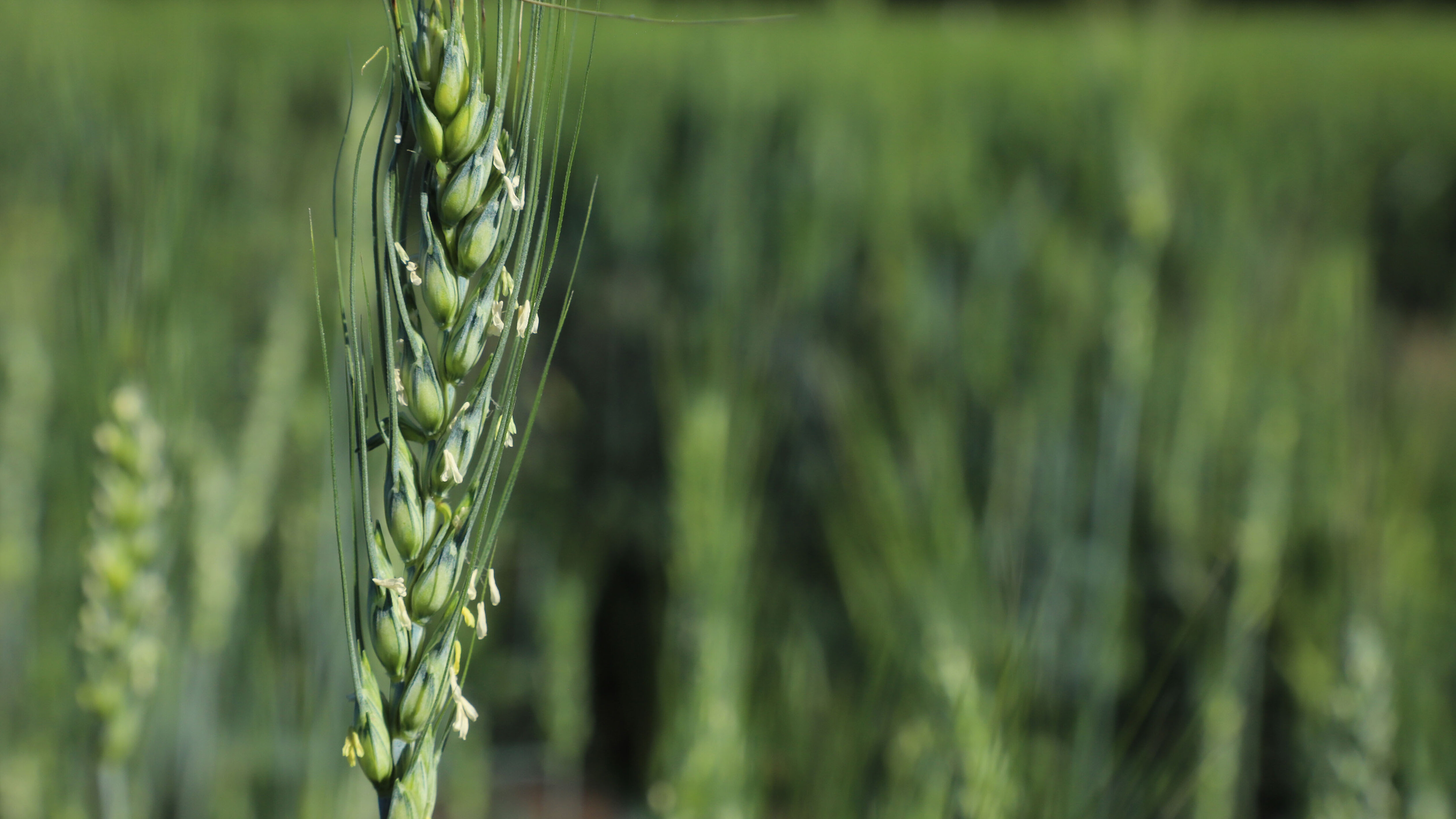 Crop Progress: Winter Wheat Planting Nearly Finished | CropWatch | Nebraska