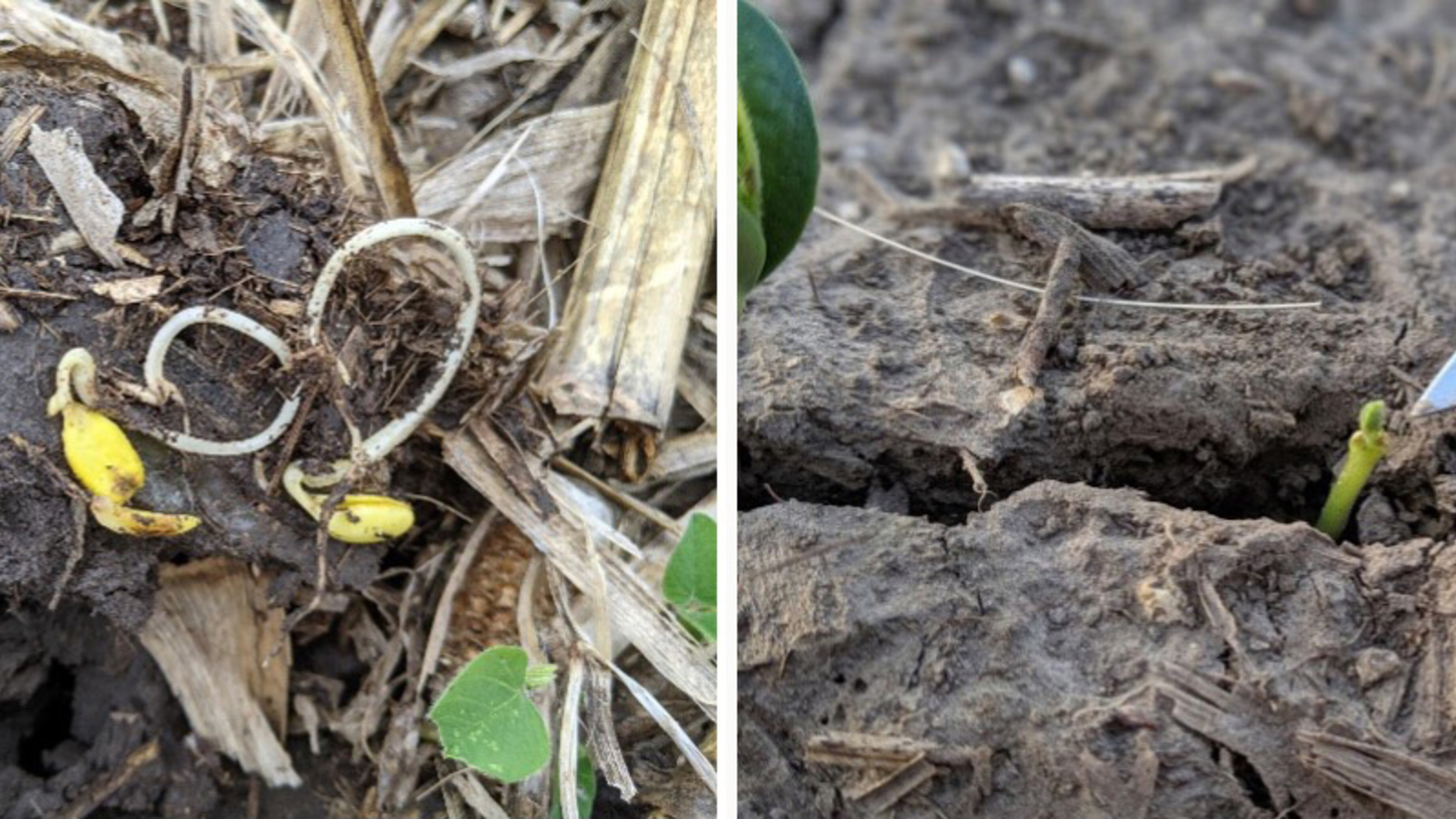 Q/A: Questions about Soybean Emergence and Stands | CropWatch | Nebraska