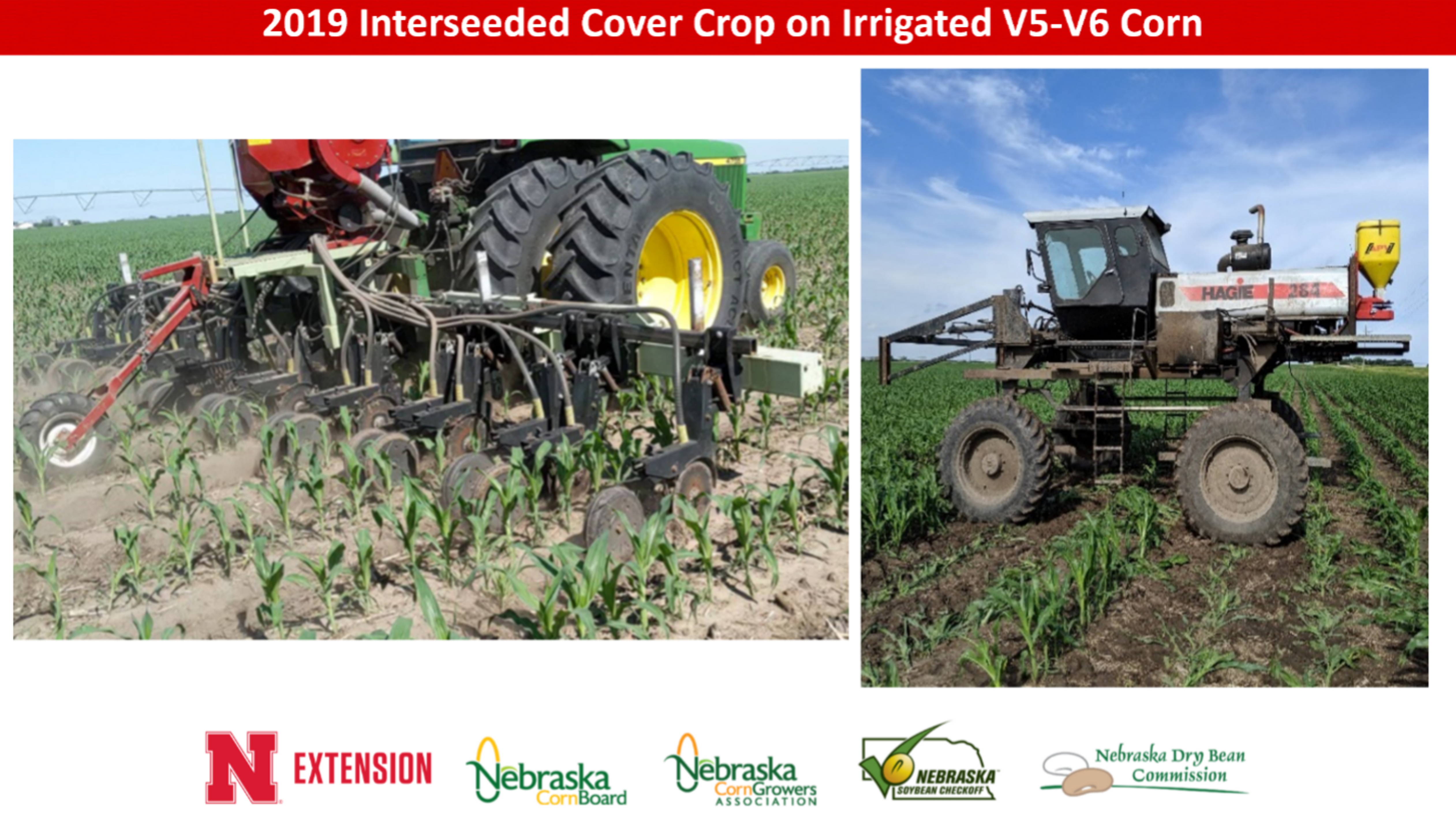 Results from Interseeding Cover Crops into Corn or Soybean | CropWatch ...
