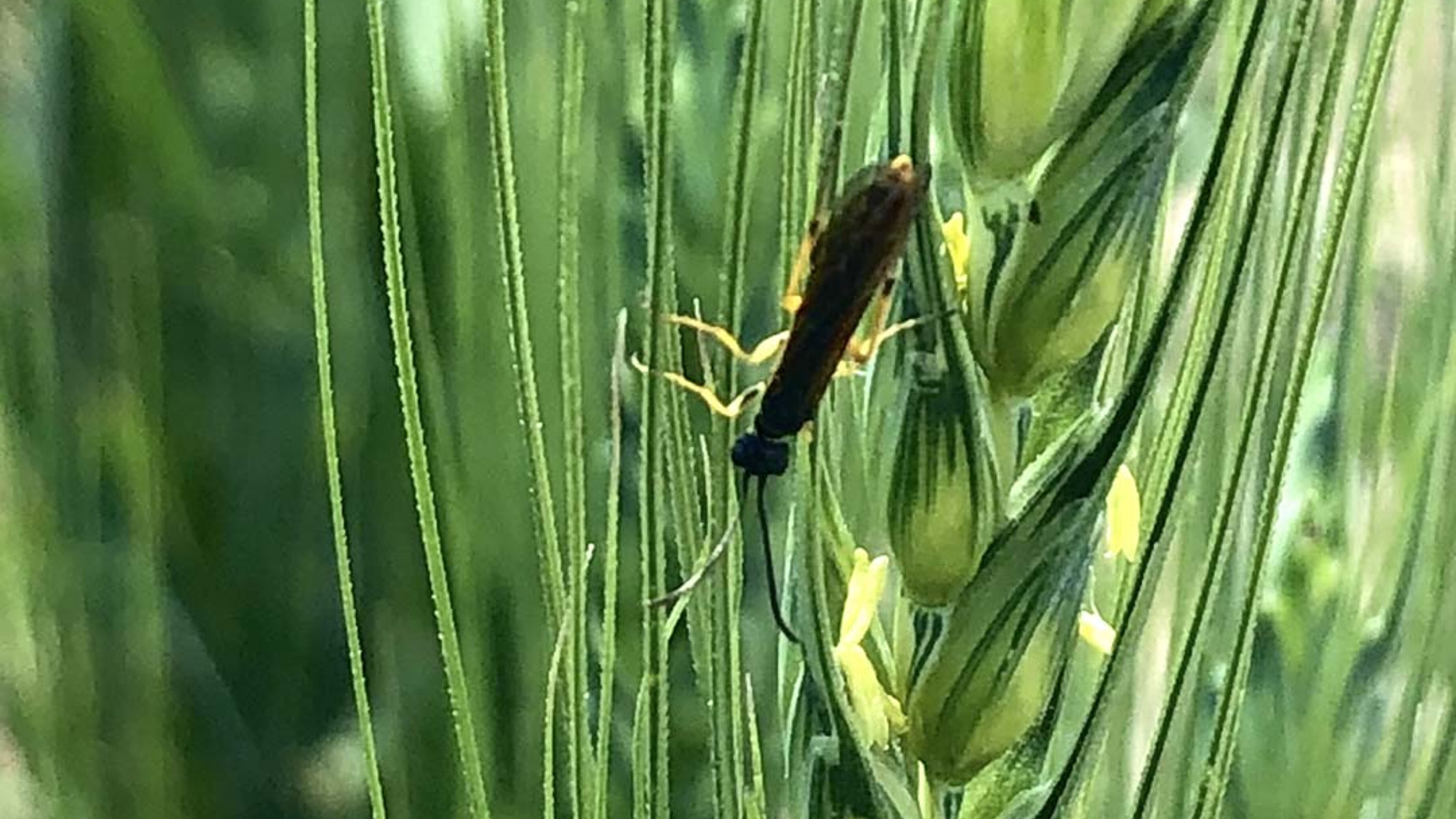 Wheat Stem Sawfly Emergence — Field Notes from Early June | CropWatch ...