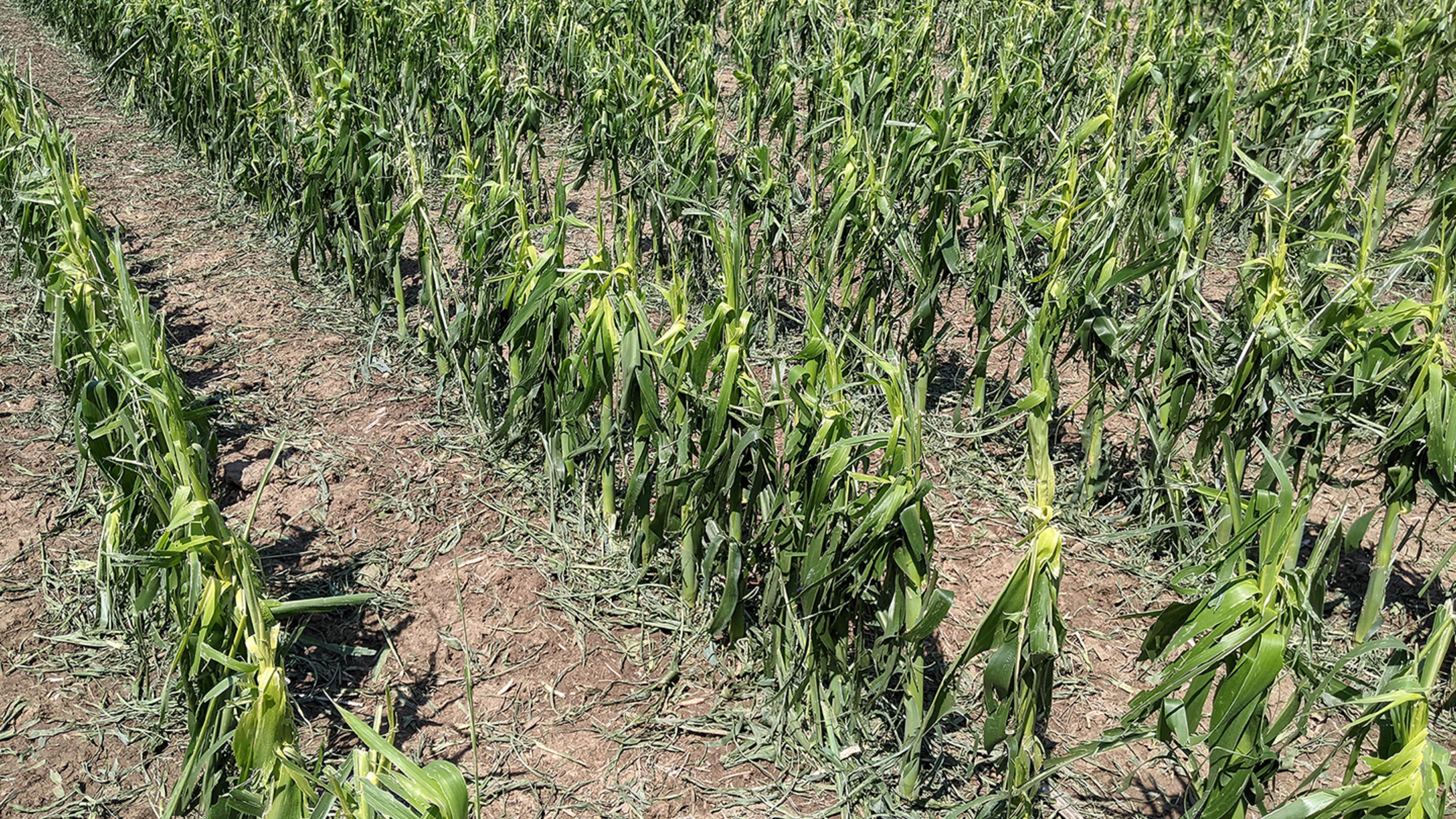 Mid-Season Hail Damage Assessments in Corn and Soybeans | CropWatch ...