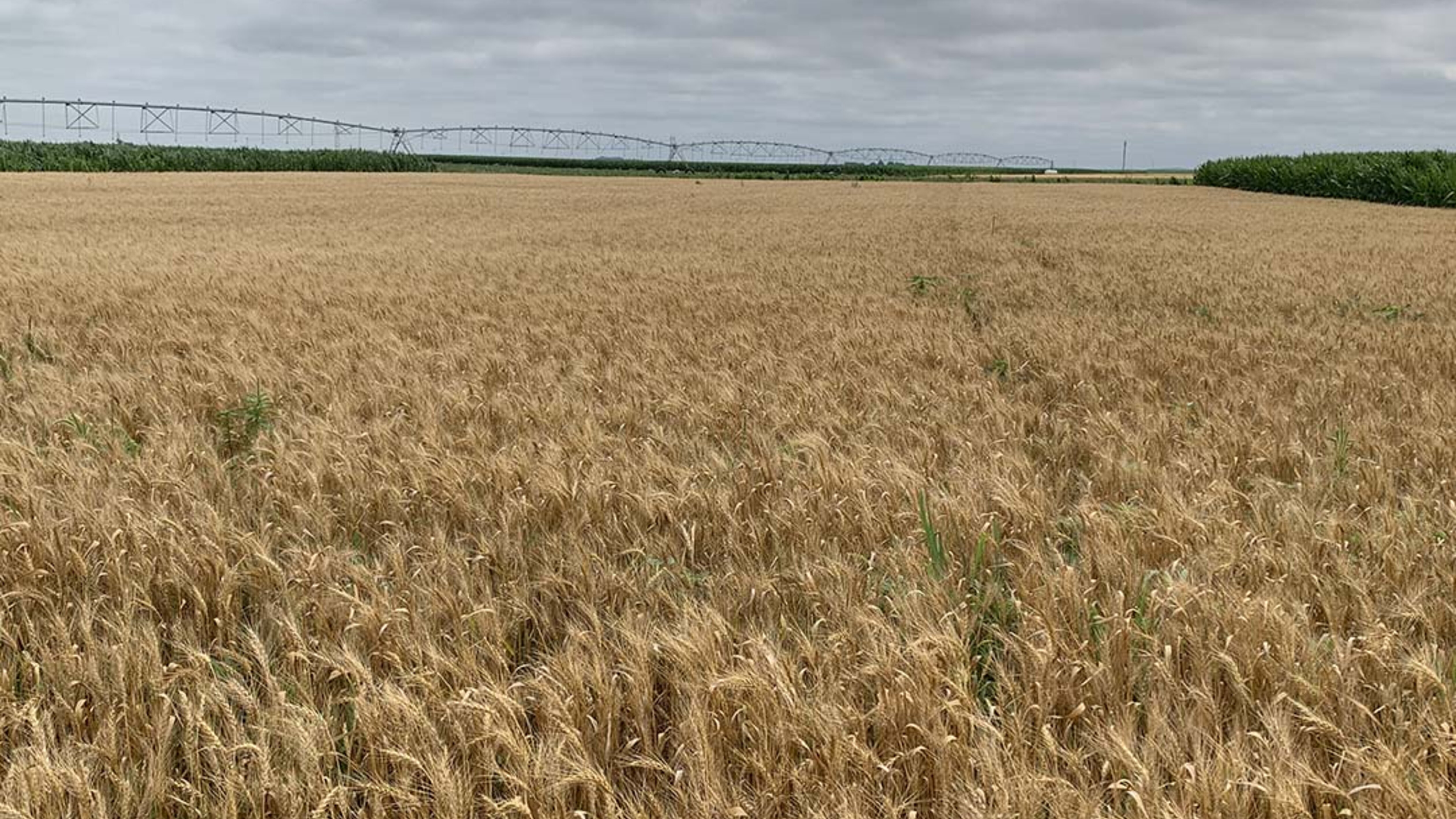 Hard Red Spring Wheat Water Use | CropWatch | Nebraska