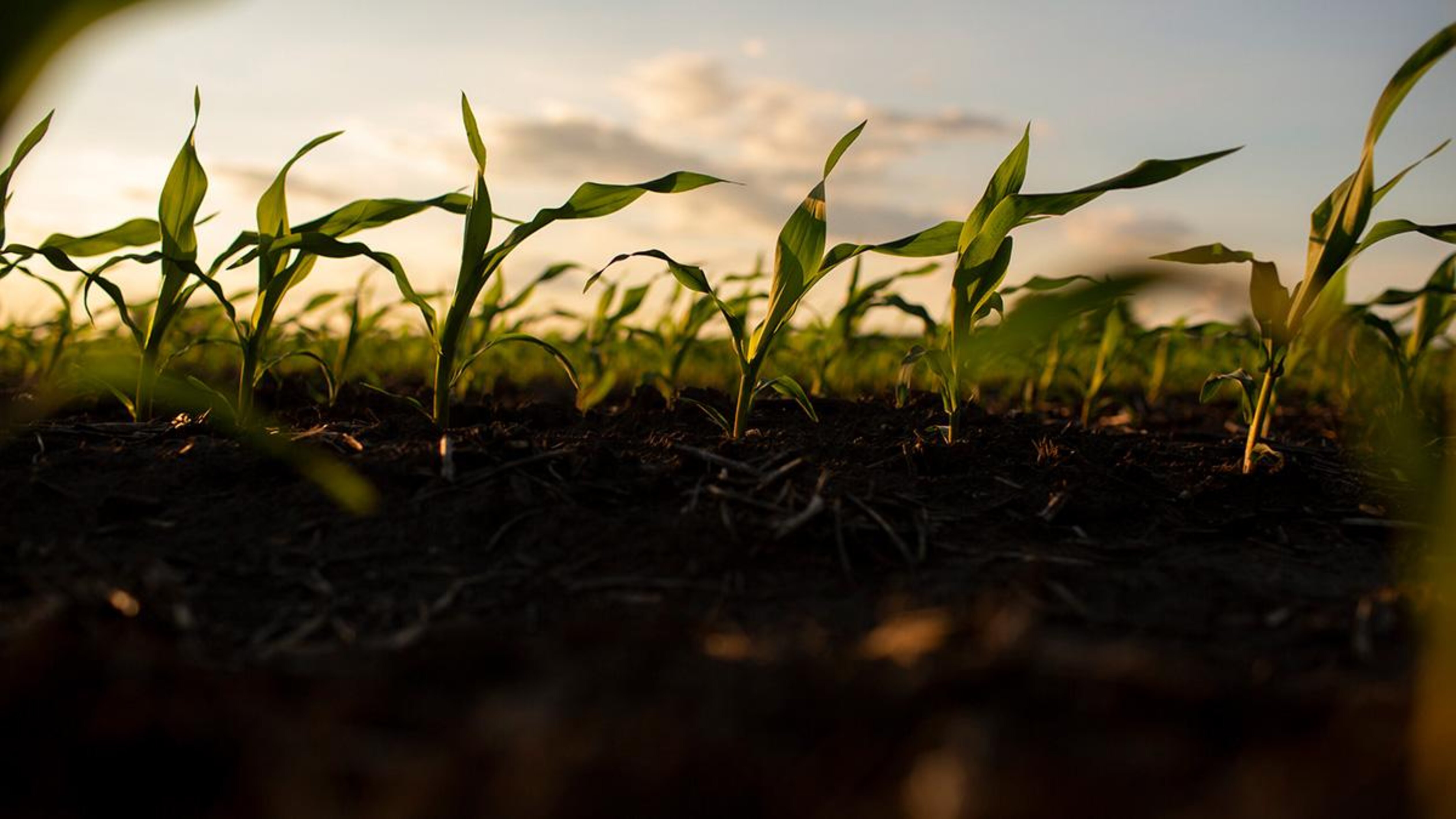 Hedging Your Average Crop Price Using Seasonals | CropWatch | Nebraska