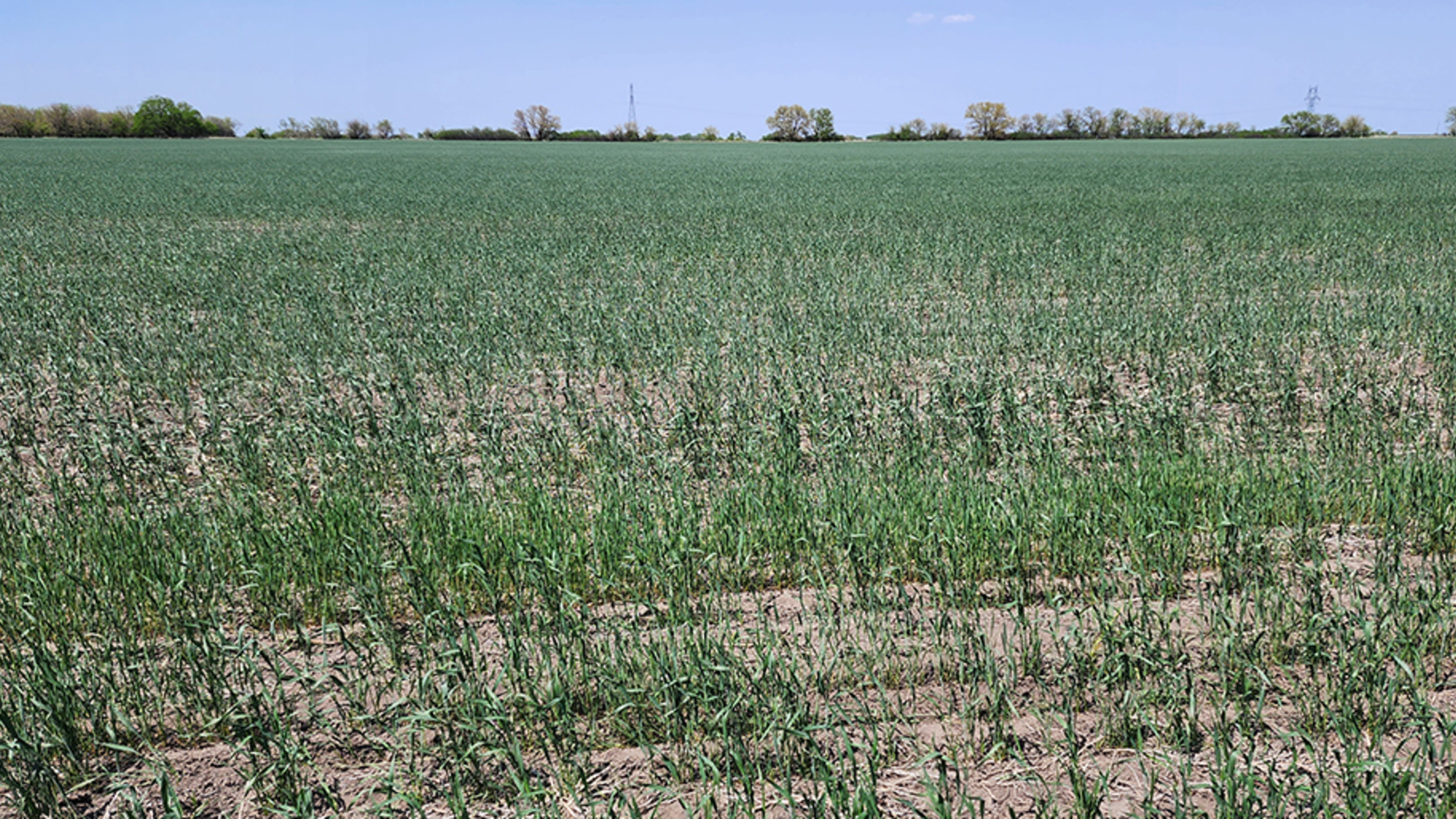Wheat Disease Update for May 18, 2023 | CropWatch | Nebraska