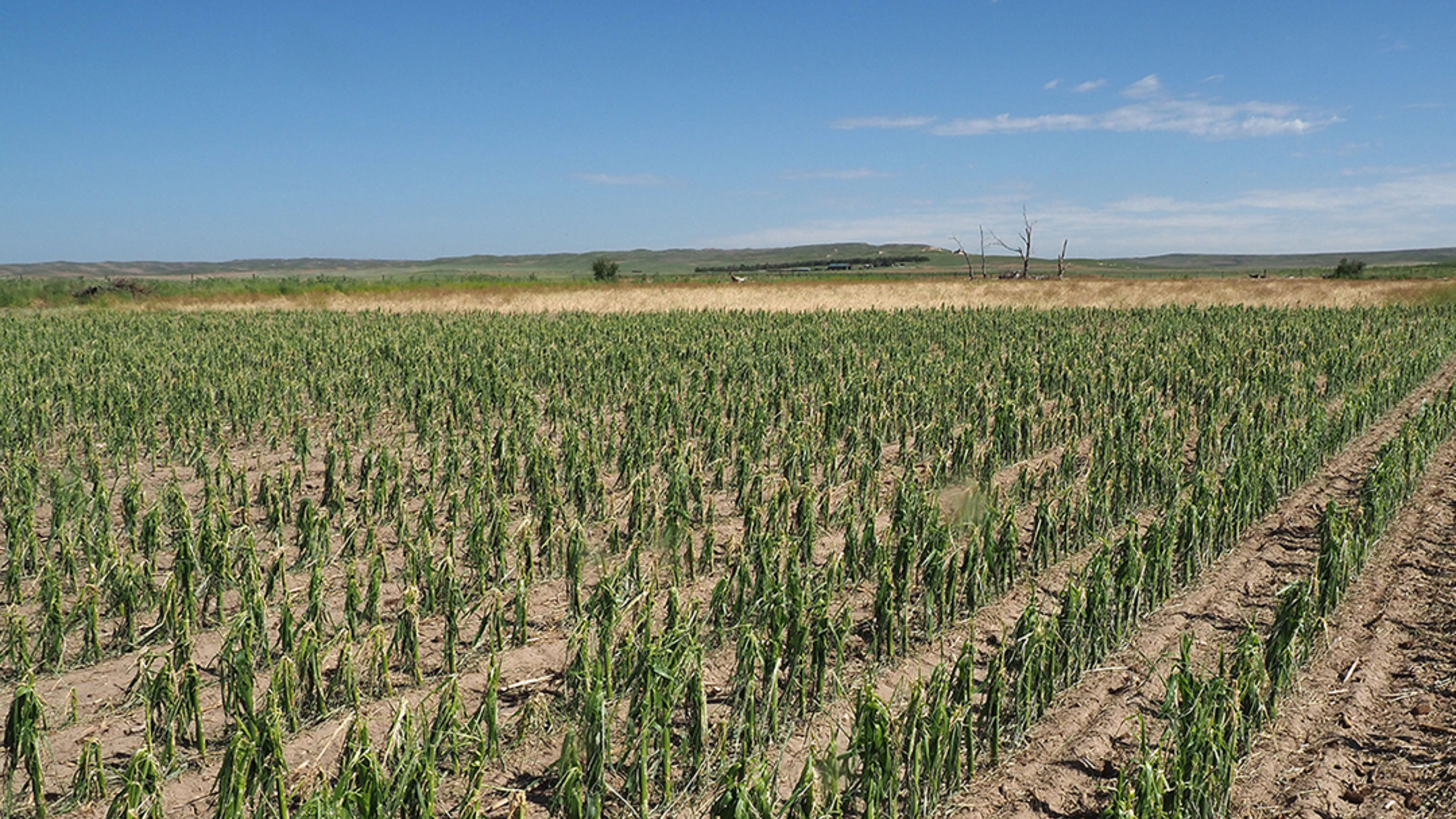 Annual Forage Options After Hail | CropWatch | Nebraska