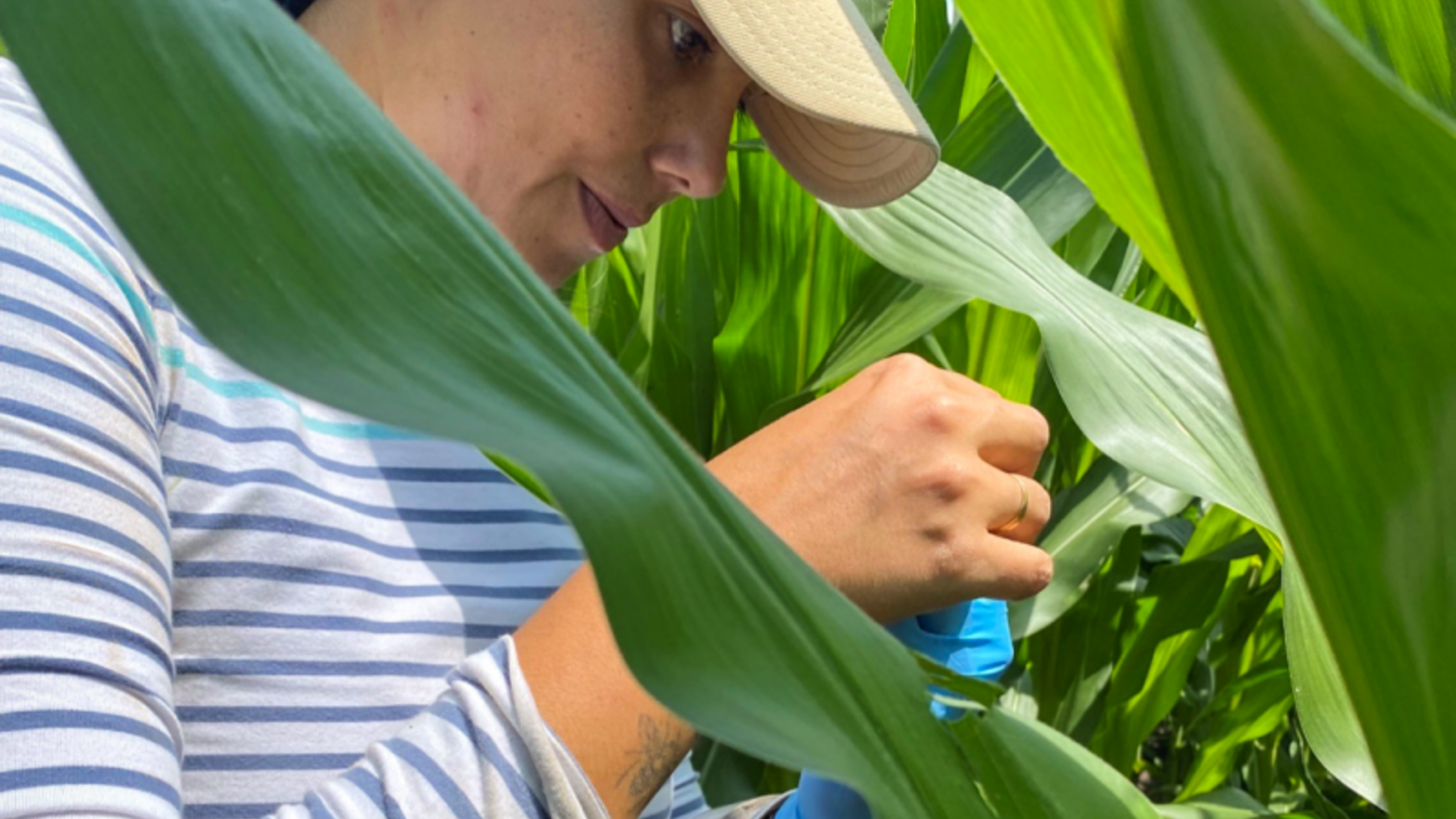 Growing Results: Western Corn Rootworm Control | CropWatch | Nebraska