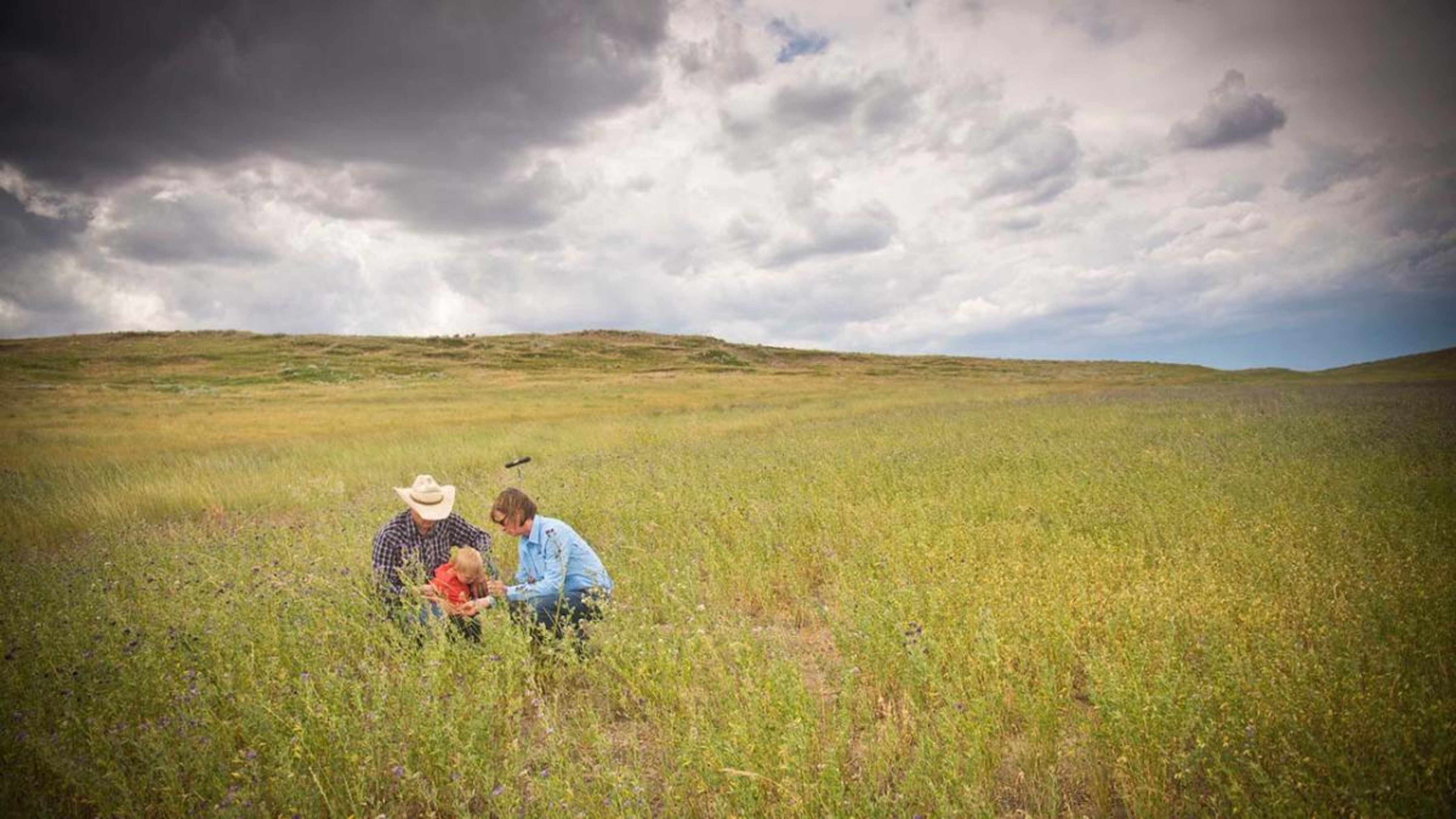 Economic Considerations for Converting Cropland to Perennial Grazing ...