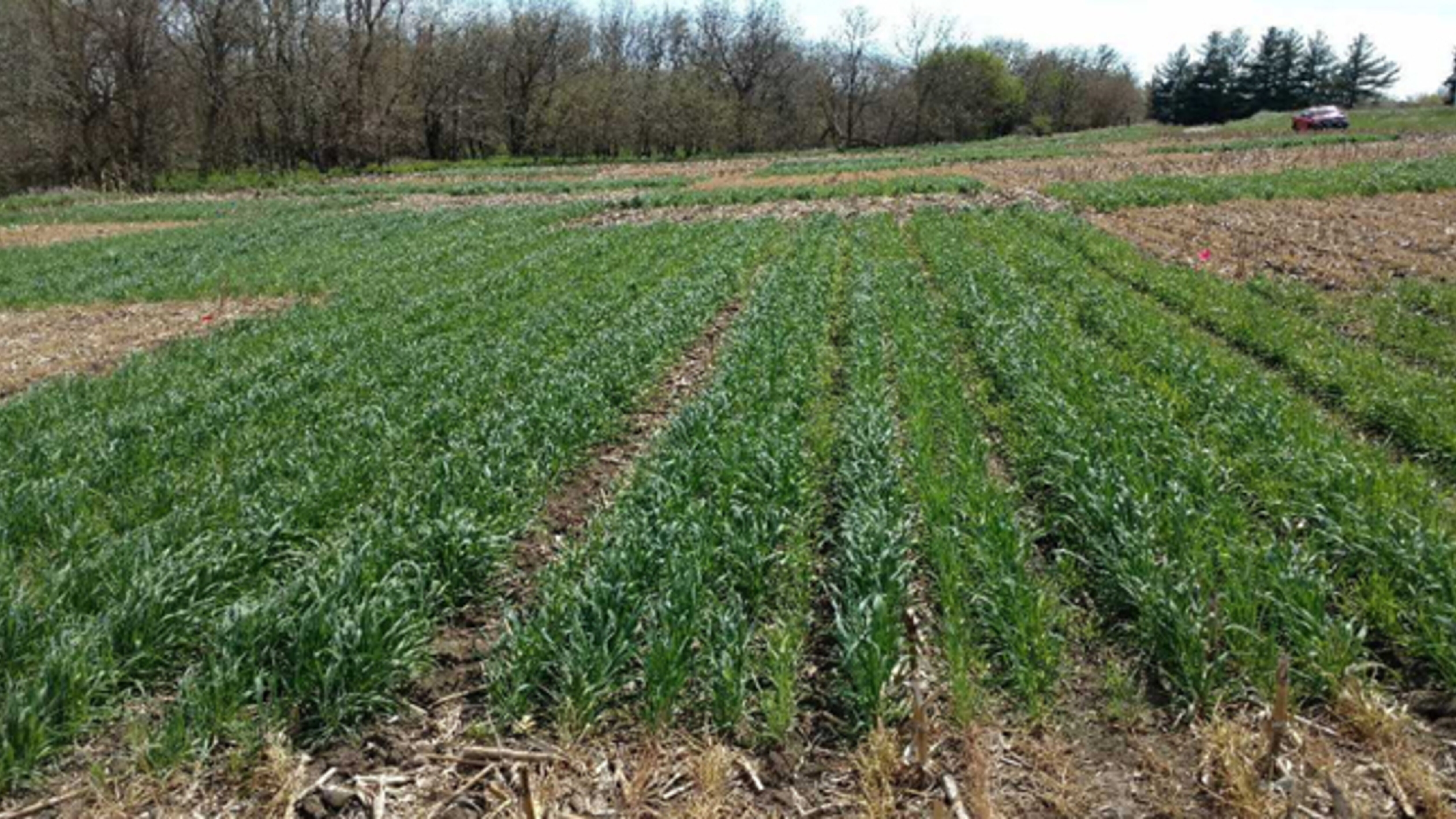 Can a Rye Cover Crop Reduce Wind Erosion from Fields with Little ...