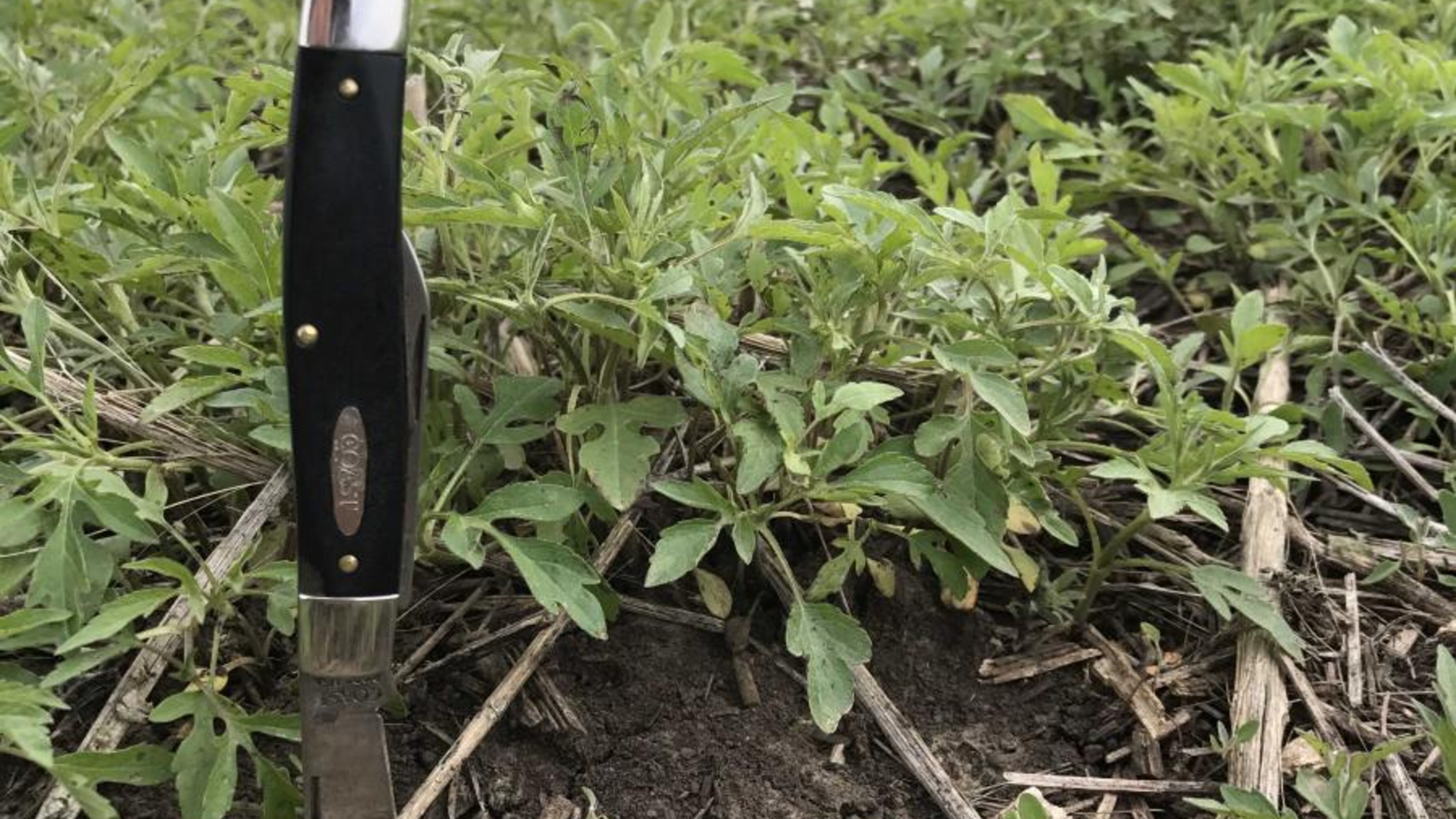 Considerations for Managing Herbicide-Resistant Weeds in Soybeans ...