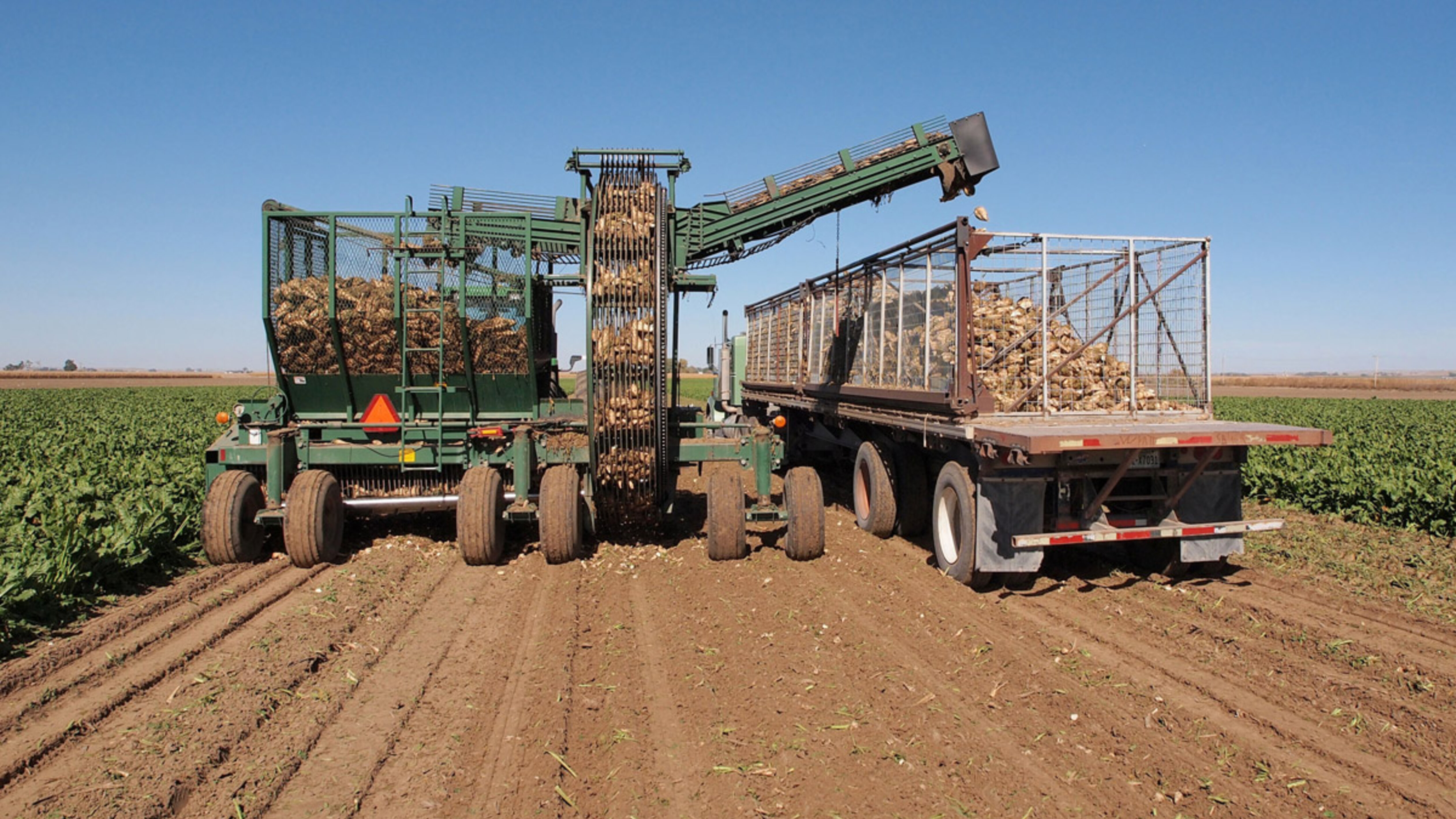 Sugar Beet Harvest in the Panhandle in 2015 | CropWatch | Nebraska