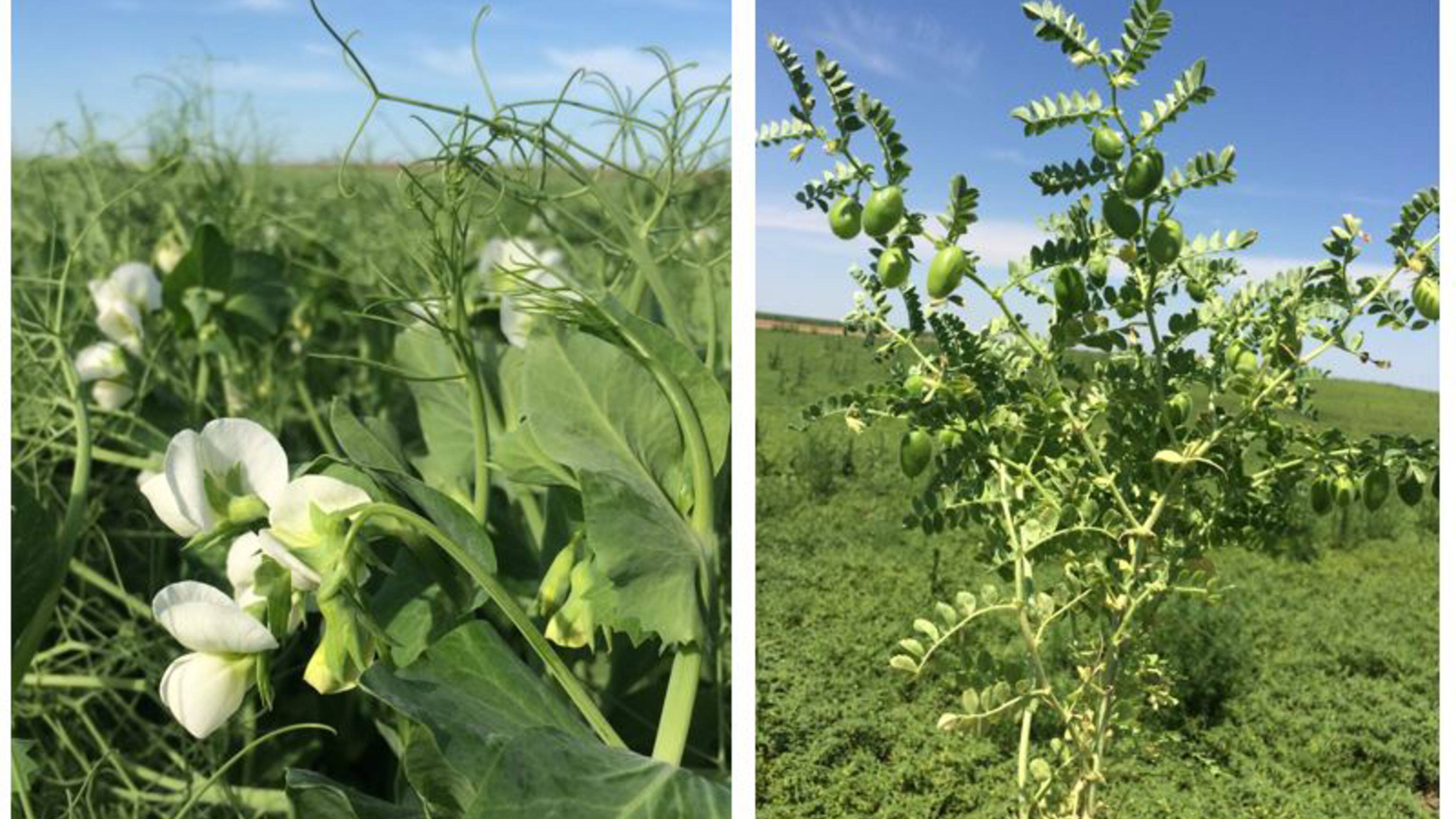 January Pulse Crop Programs Offer Two Approaches to Fit Your Needs ...