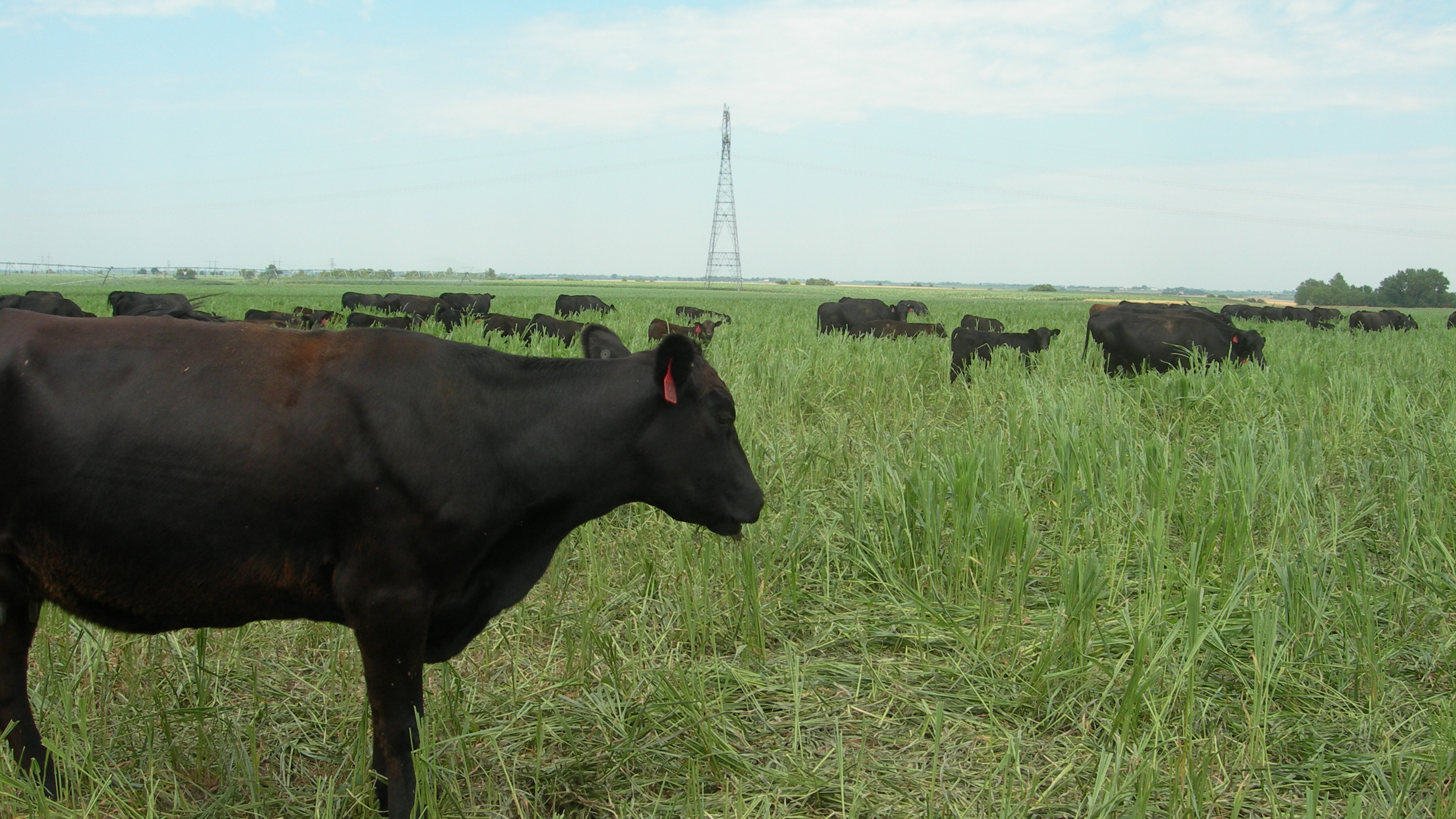 Pasture Rental Rates | CropWatch | Nebraska