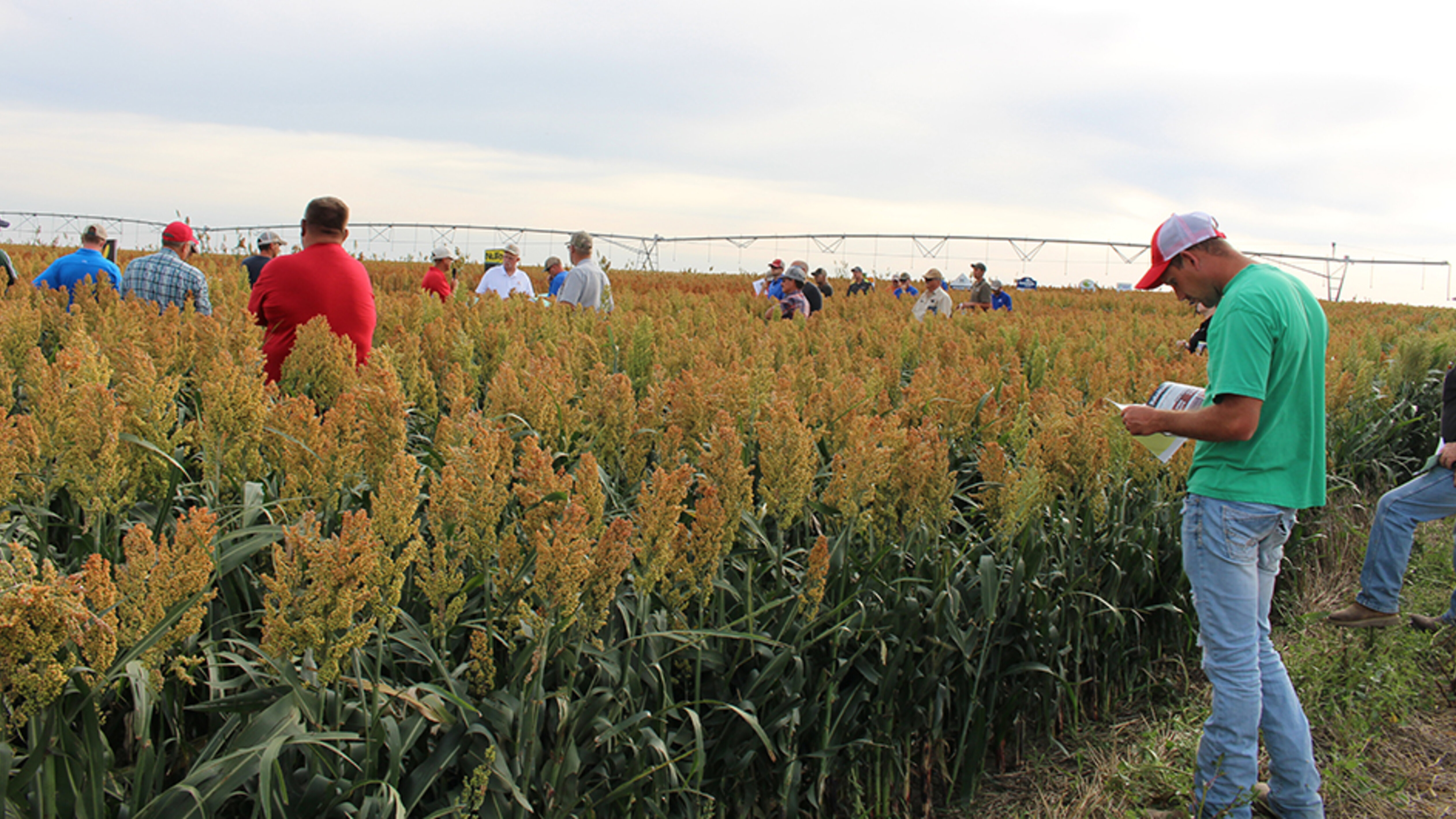 Sorghum Field Days to be at Trenton and Farwell | CropWatch | Nebraska