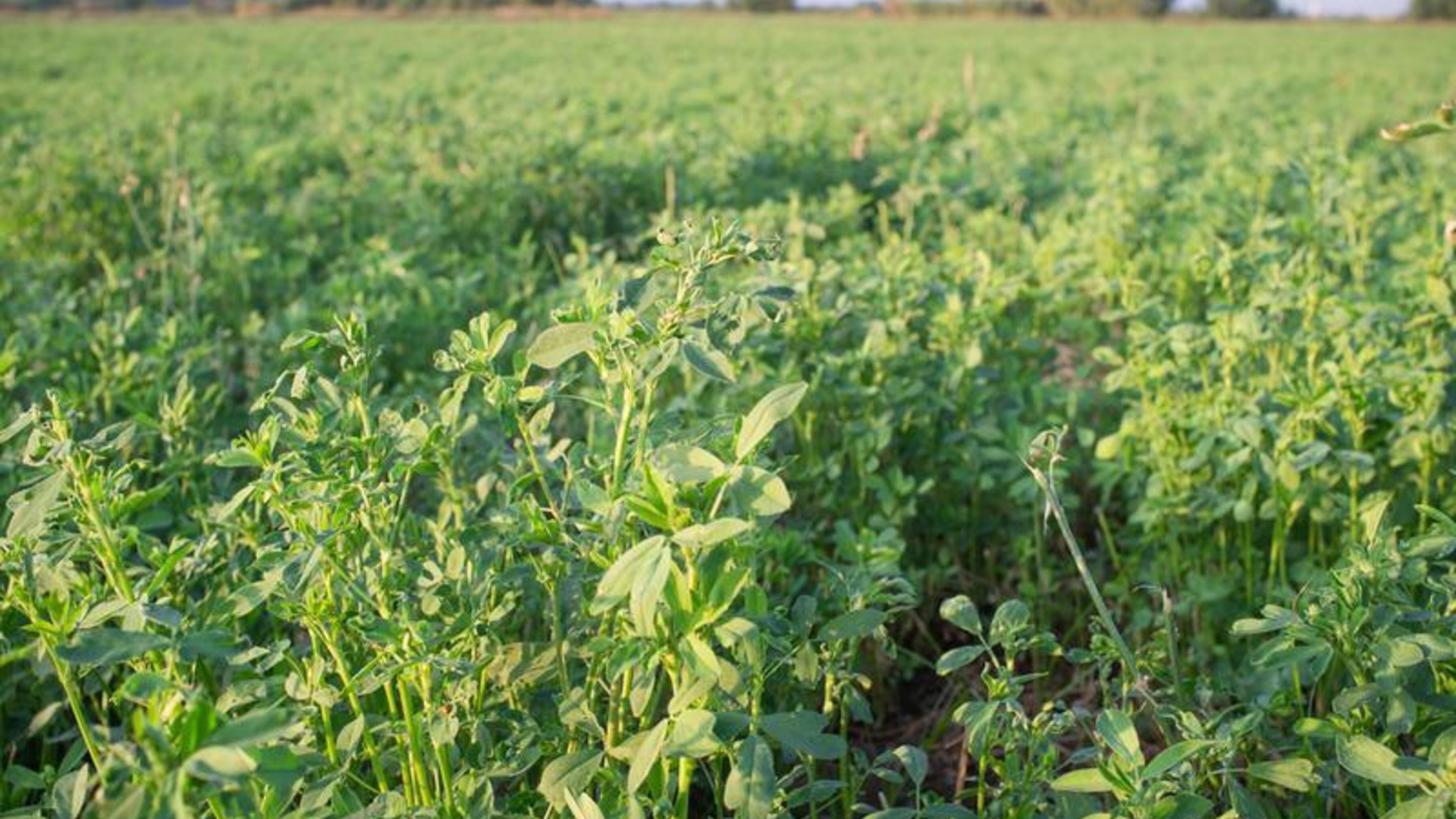 Pasture and Forage Minute: Evaluating Alfalfa Stands, Fertilizing Cool ...