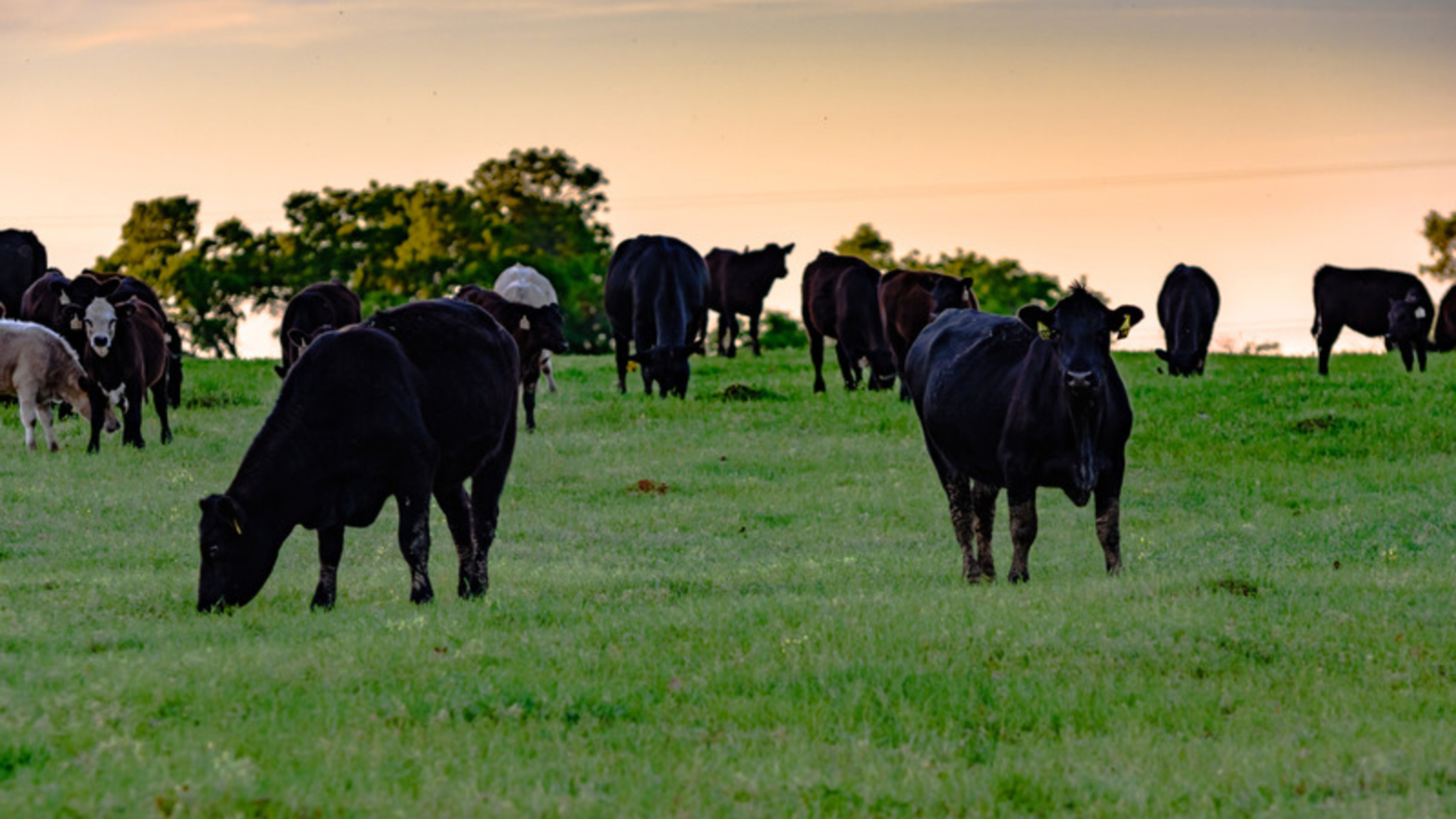 Southeast Nebraska Pasture and Acreage Expo Set for Aug. 23 | CropWatch ...