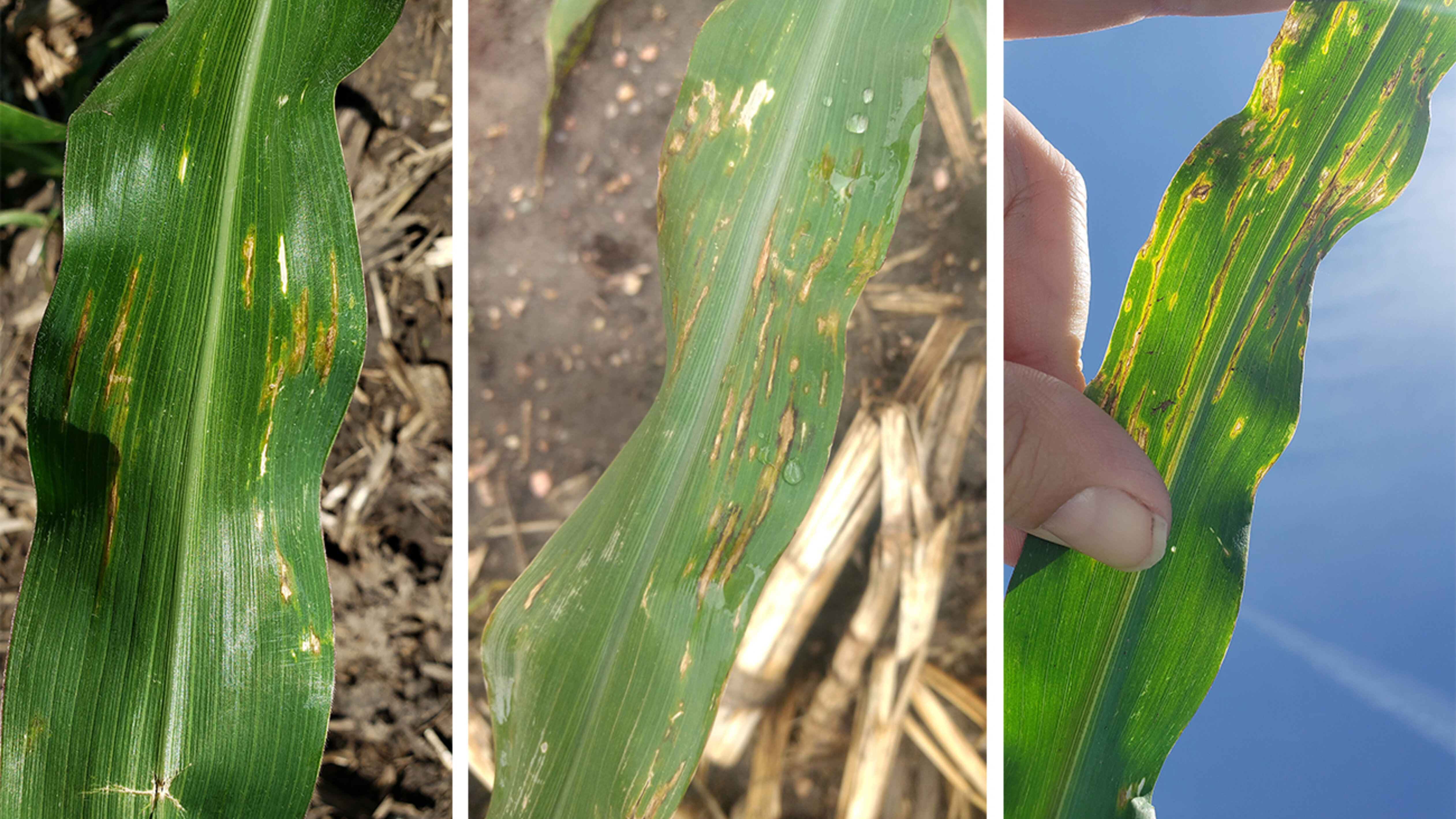 Bacterial Leaf Streak of Corn in Nebraska | CropWatch | Nebraska