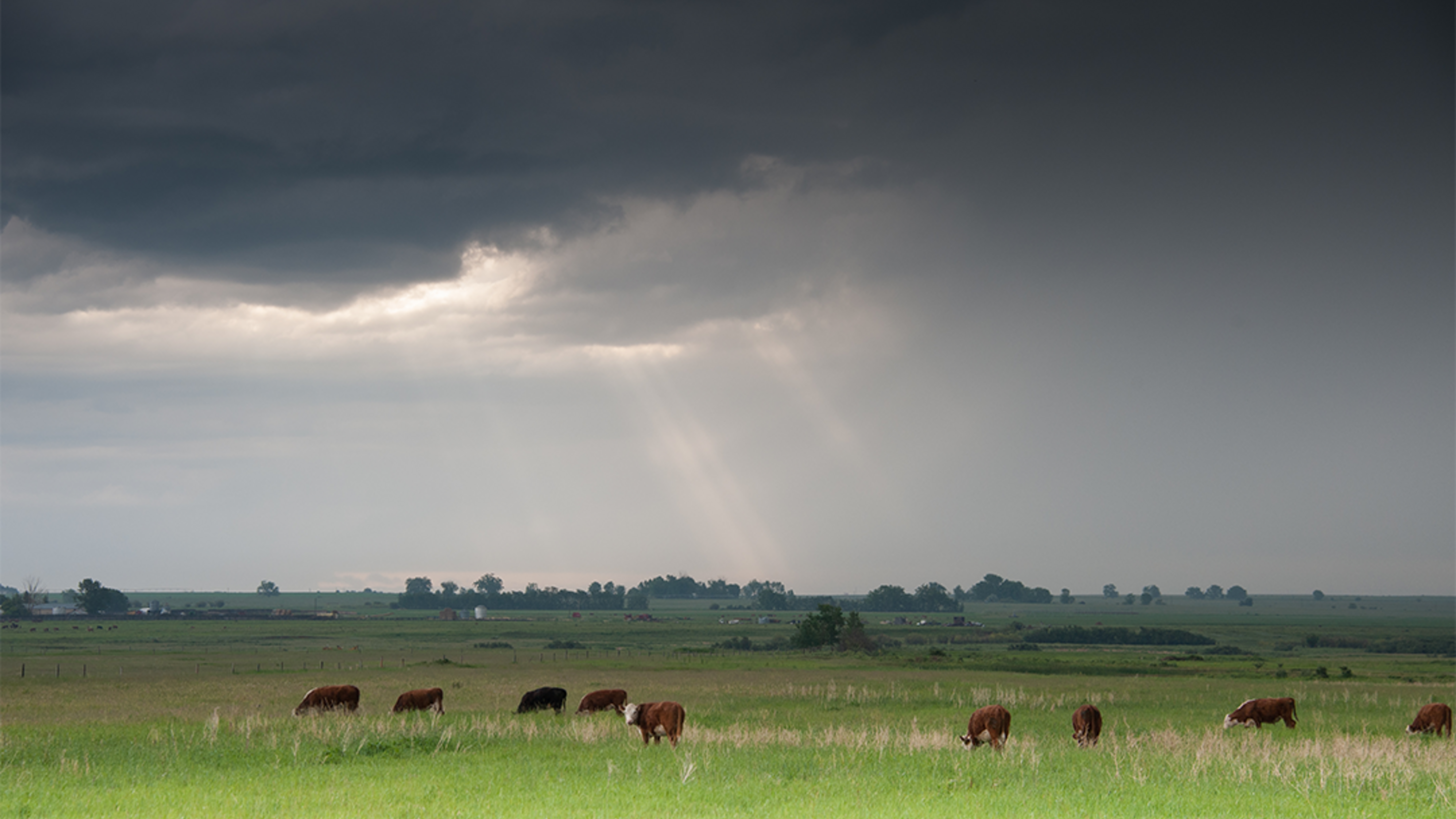 Pasture and Forage Minute: Understanding Fall Dormancy in Alfalfa ...