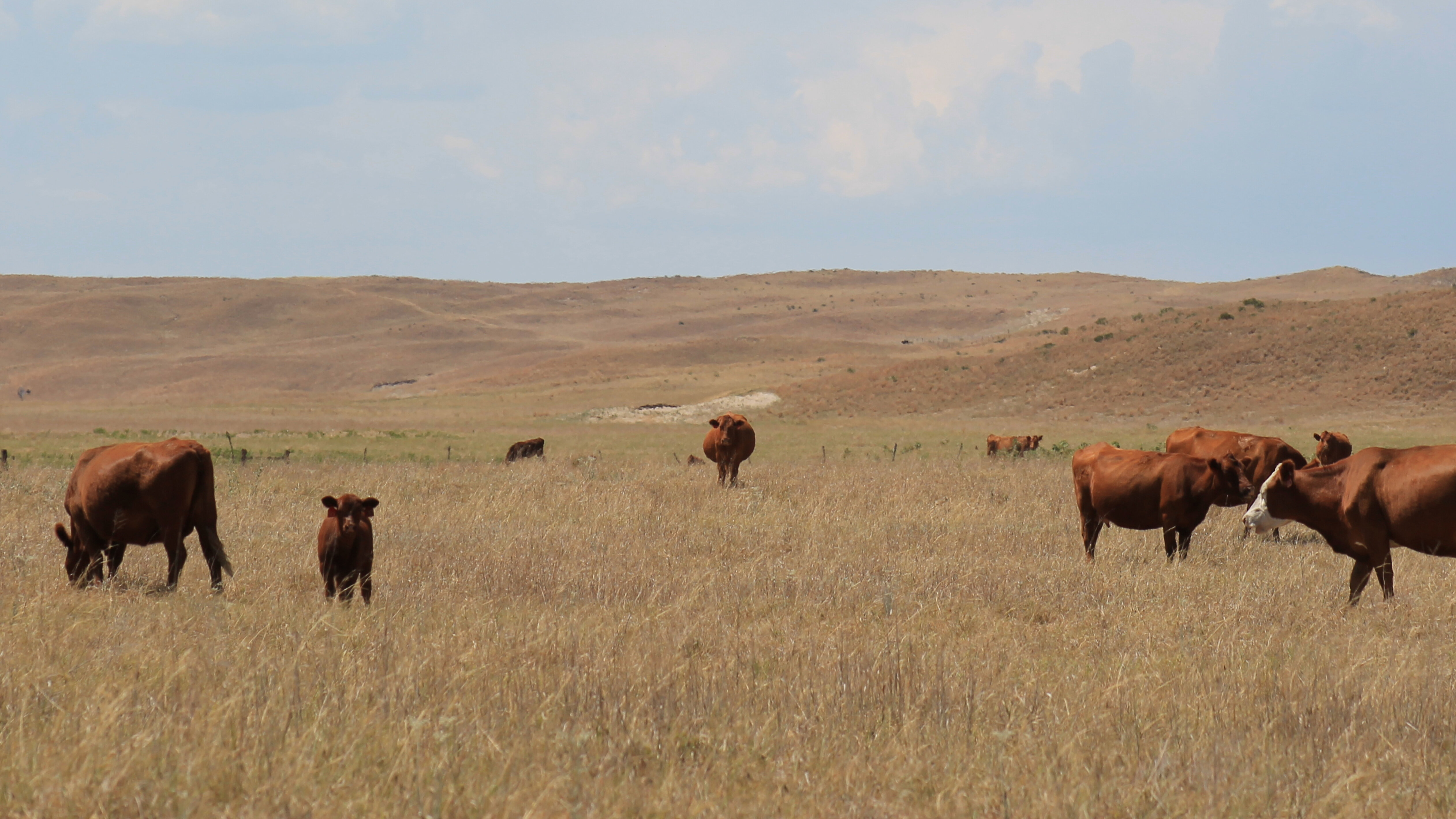 Plan for Drought When Negotiating Your Pasture Lease | CropWatch | Nebraska