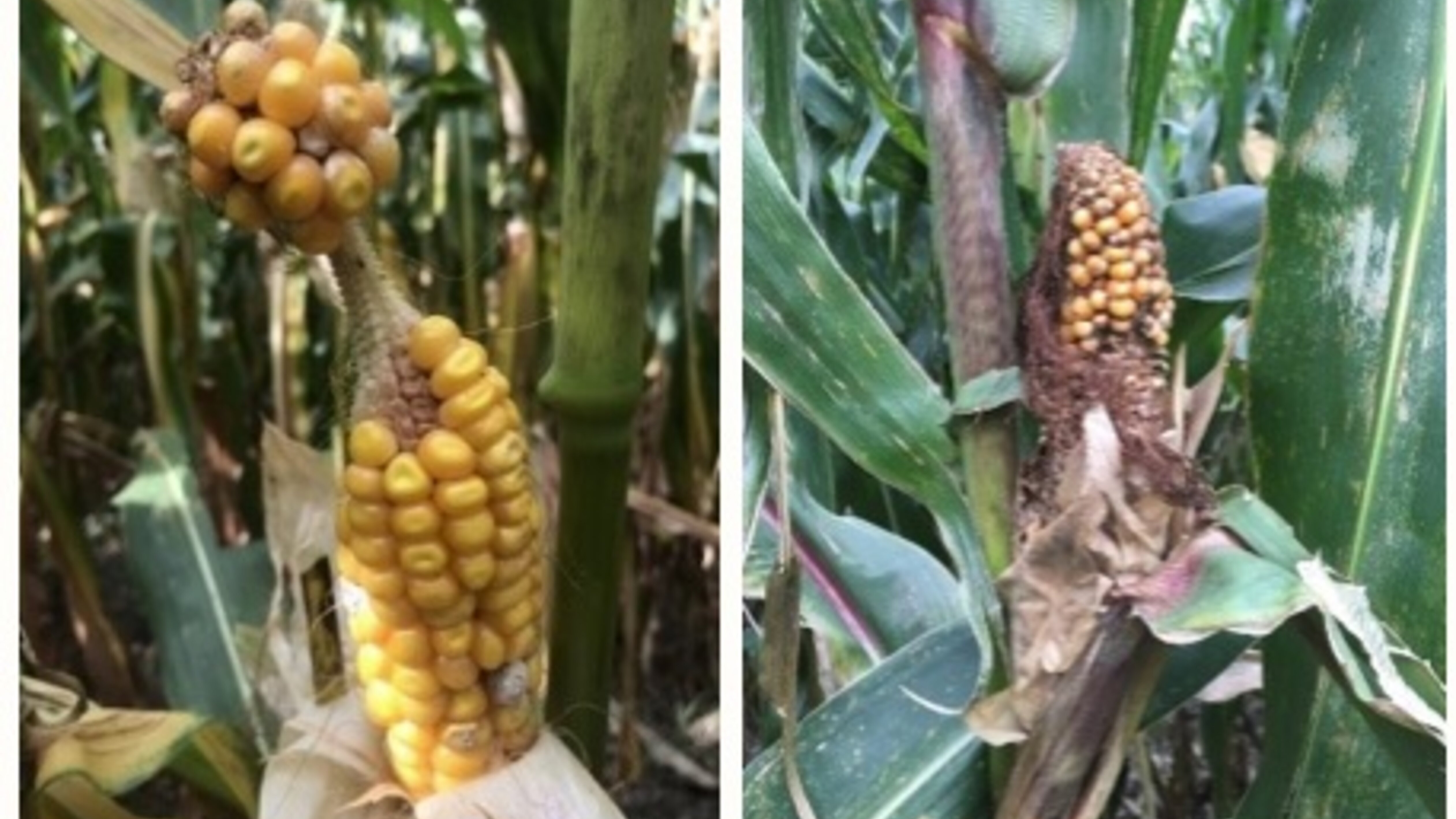 Planting Date Impact on Corn Growth and Ear Issues | CropWatch | Nebraska