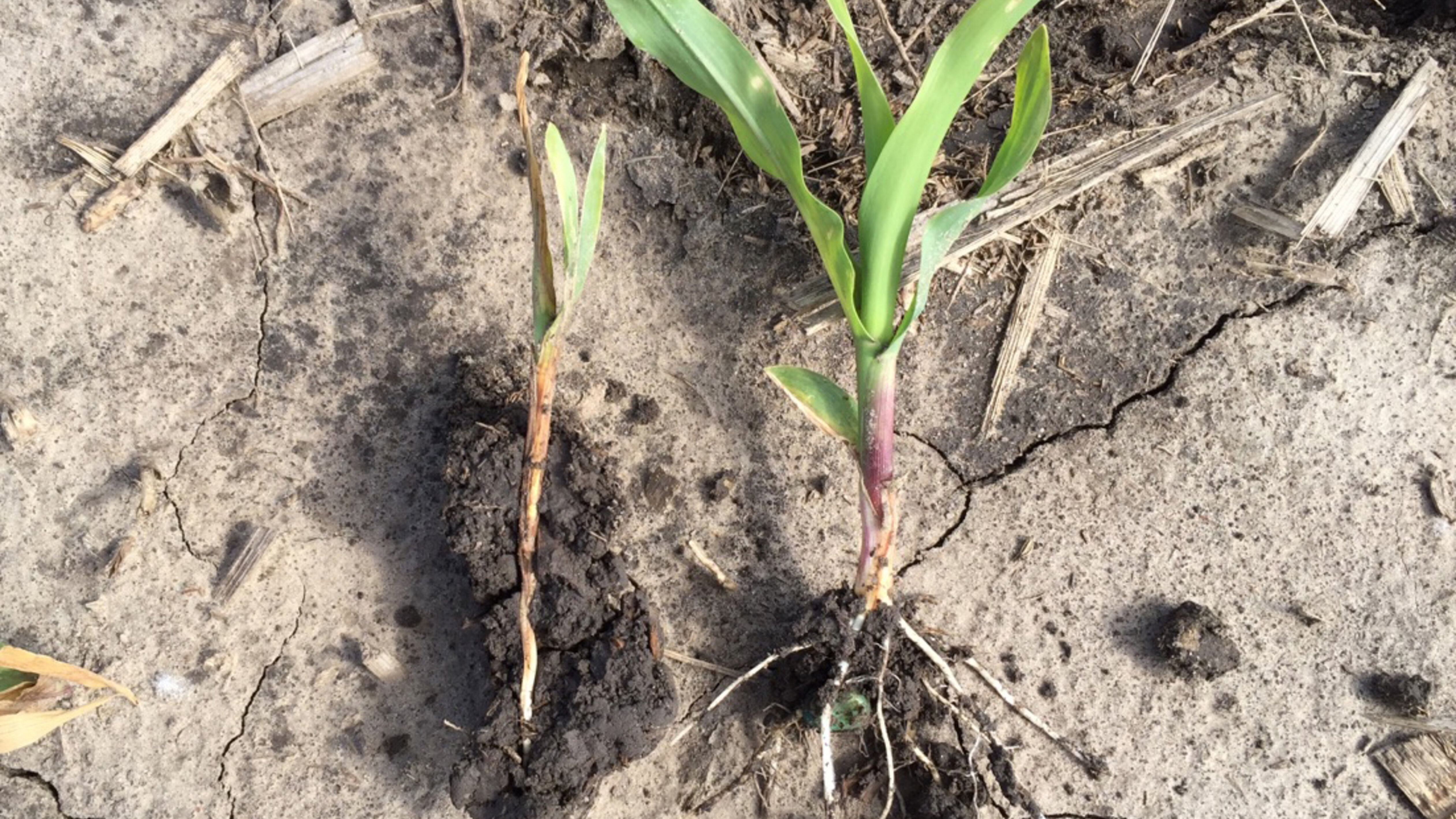 Seedling Diseases Developing in Corn | CropWatch | Nebraska
